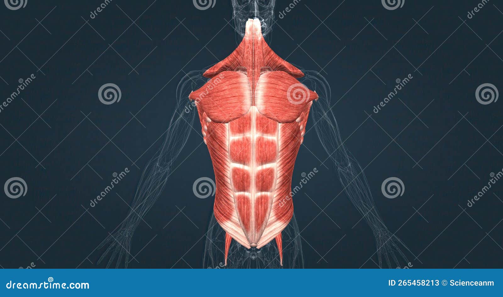 Muscles humains du torse illustration stock. Illustration du membre ...