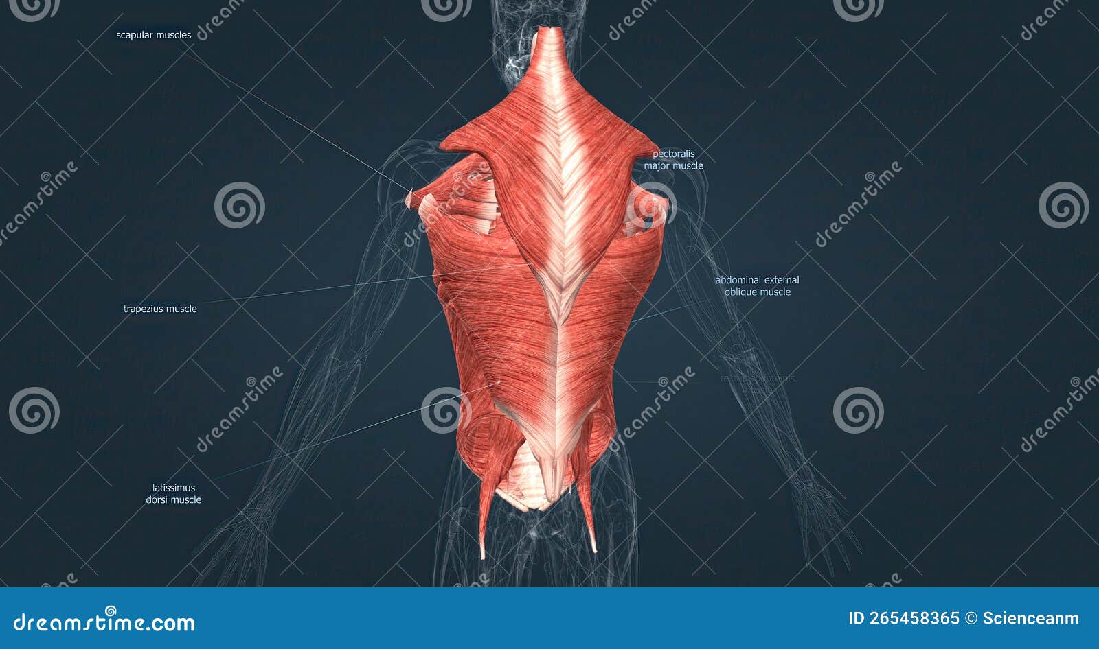 Muscles humains du torse illustration stock. Illustration du plat ...