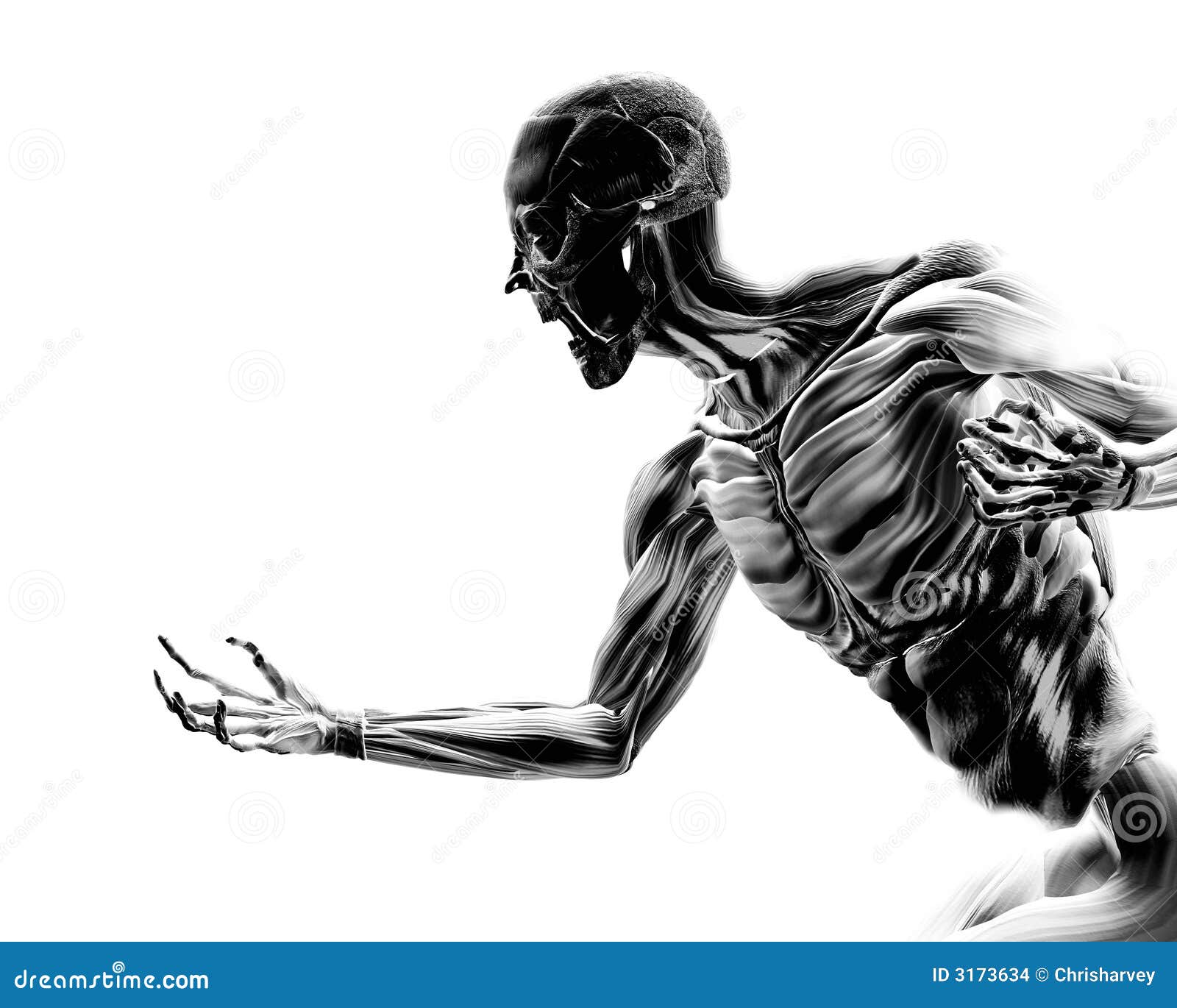 Muscles Exposed Stock Illustrations – 13 Muscles Exposed Stock ...