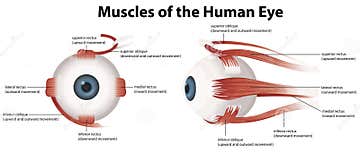 Muscles of the Human Eye stock illustration. Illustration of movement ...