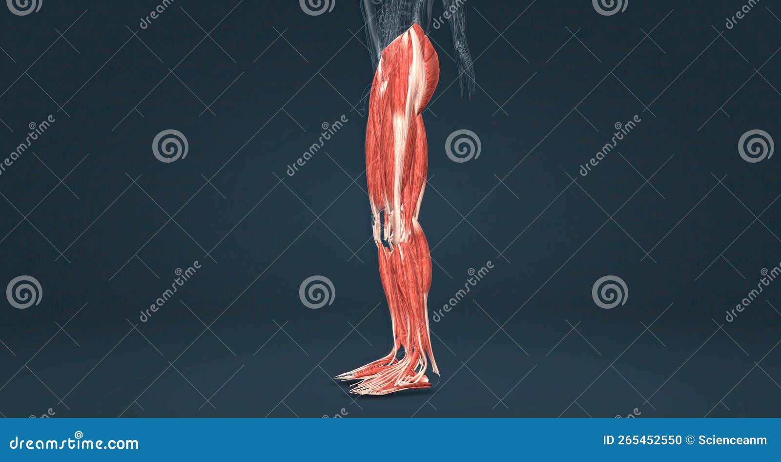 Muscles of the lower limbs stock illustration. Illustration of system ...