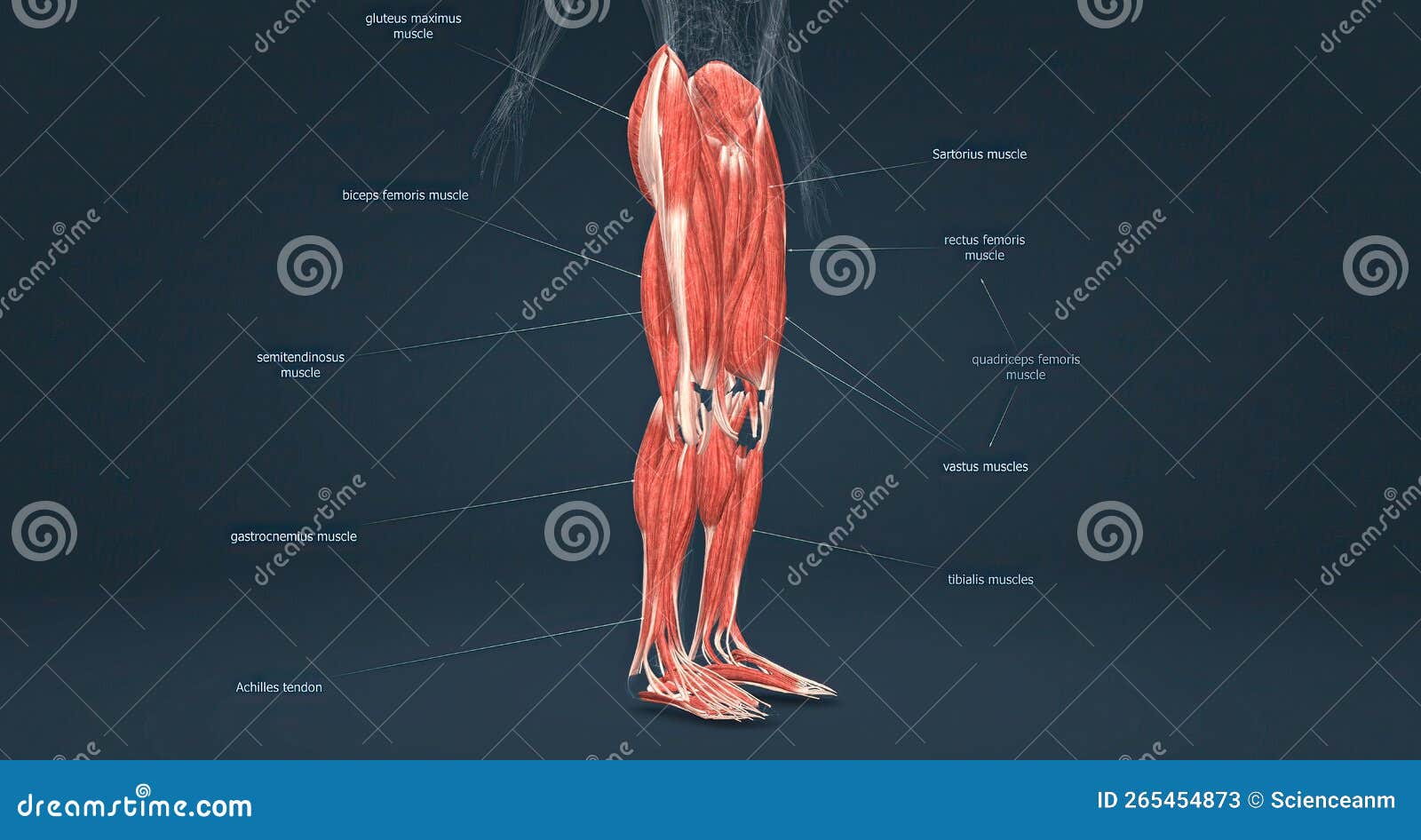 Muscles of the lower limbs stock illustration. Illustration of deltoid ...
