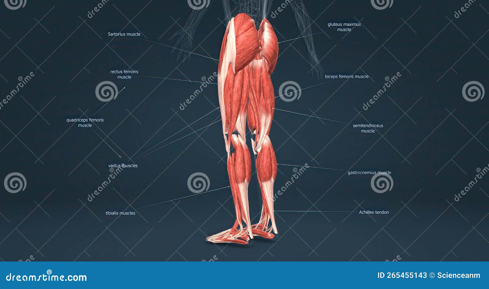 Muscles of the lower limbs stock illustration. Illustration of extensor ...