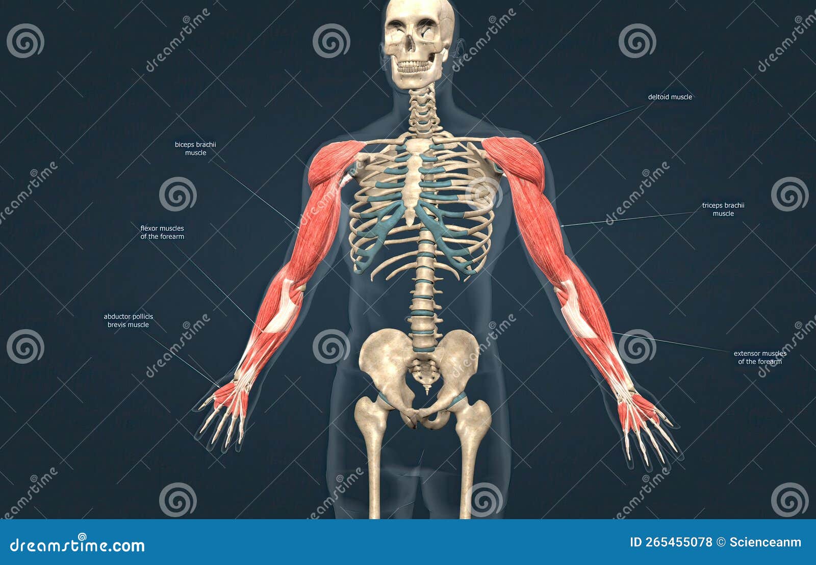 Male the Pectoralis Major, Latissimus Dorsi, Deltoid, and Rotator Cuff ...