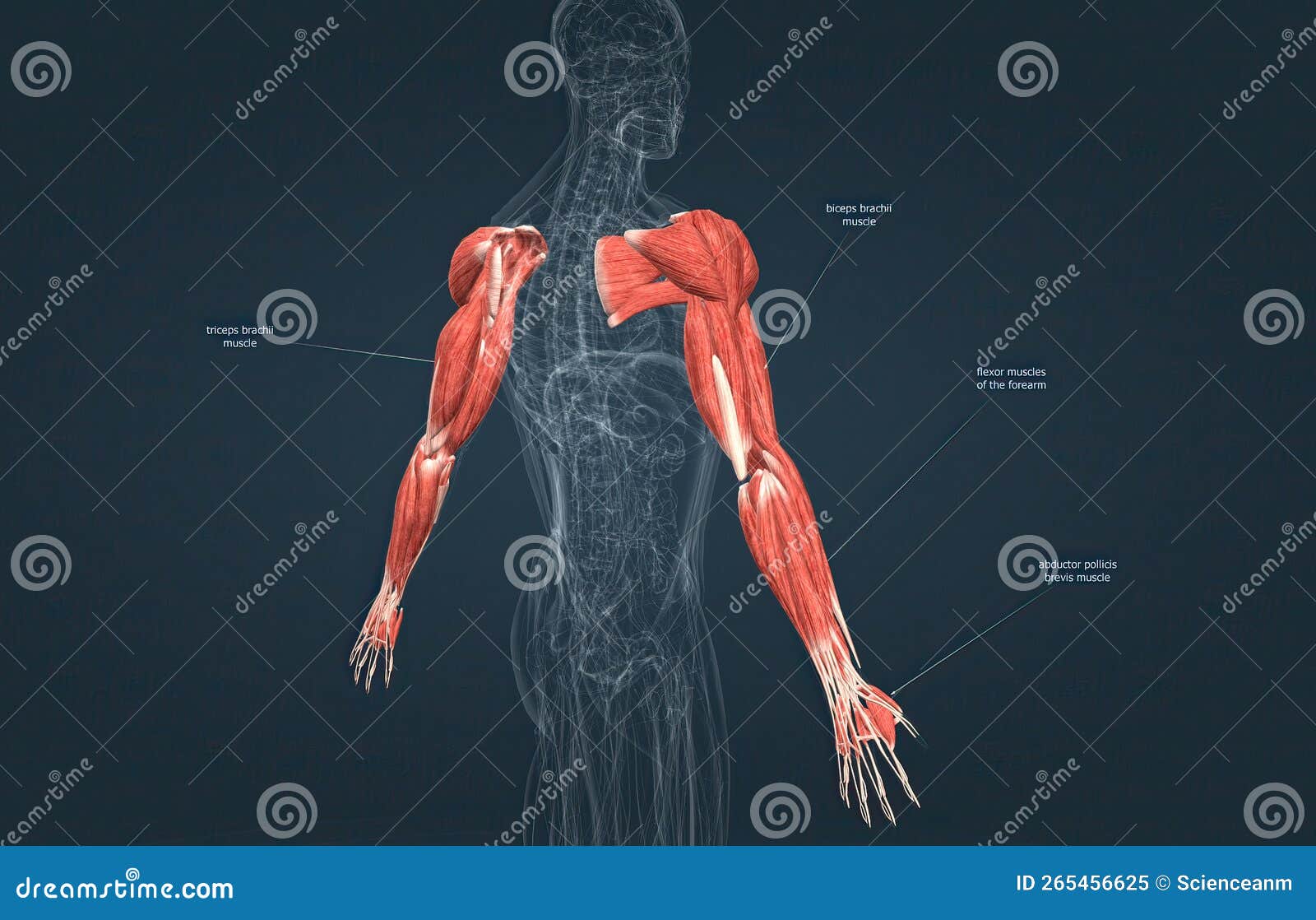 Male the Pectoralis Major, Latissimus Dorsi, Deltoid, and Rotator Cuff ...