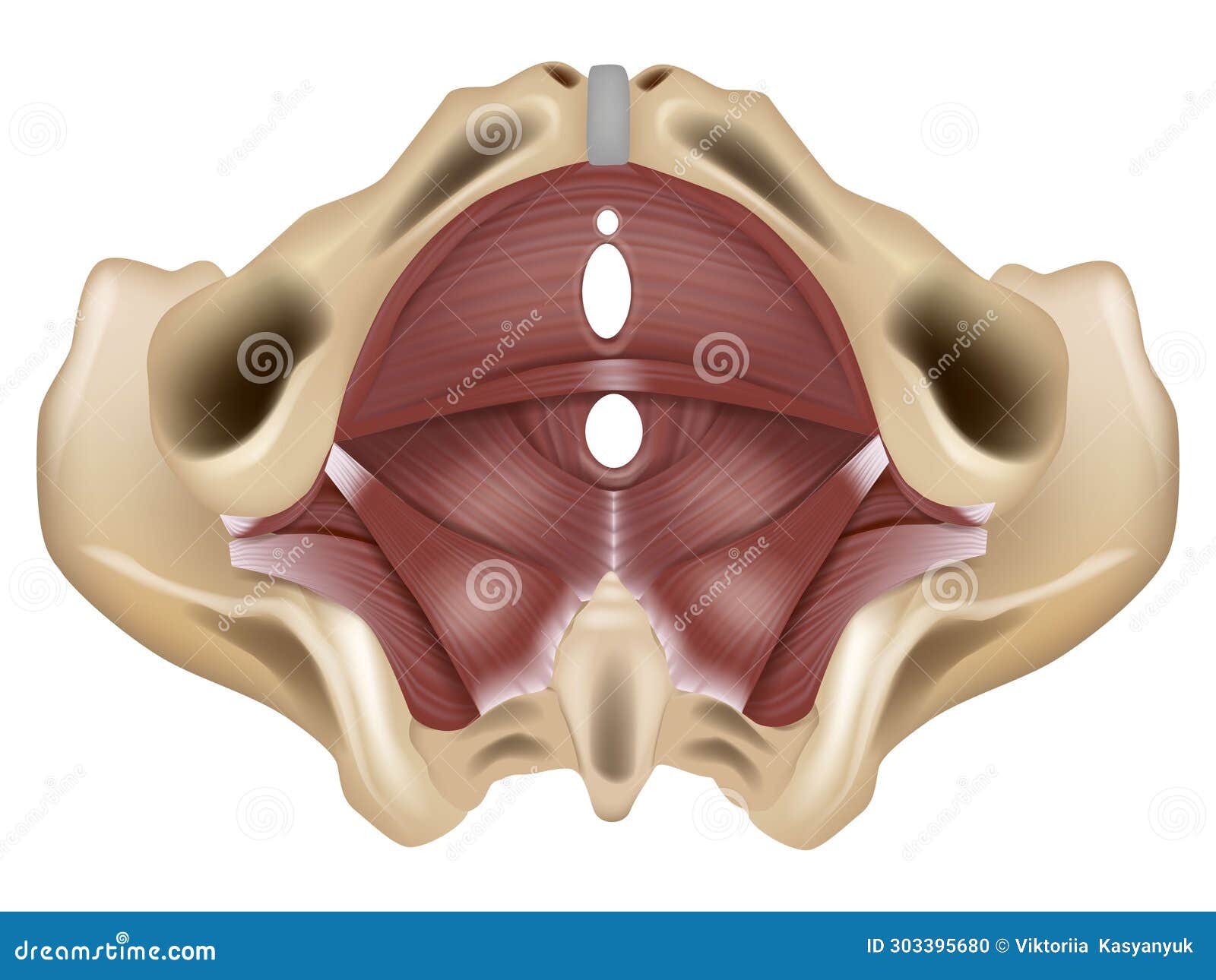 Muscles of the Pelvic Floor. Anatomy of the Pelvic Floor or Pelvic Diaphragm. Stock Vector ...