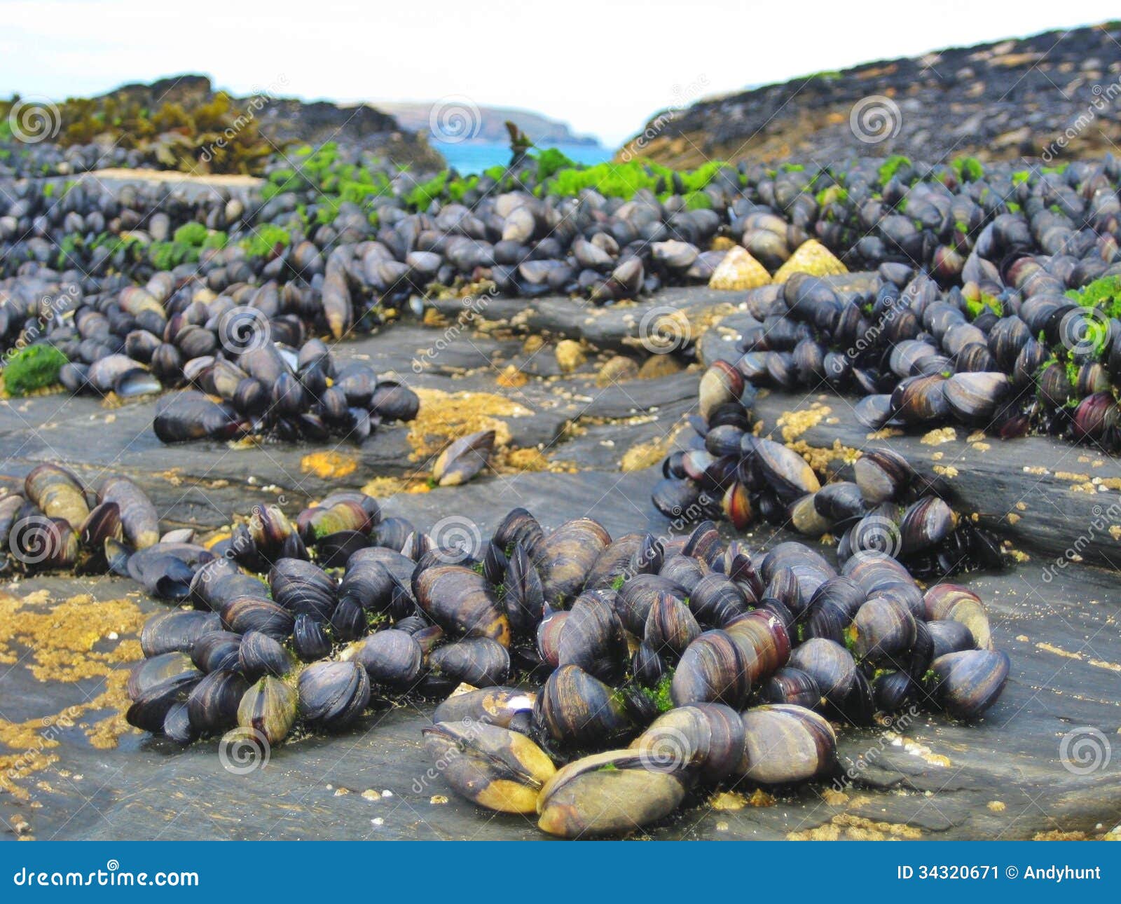 Muscles on Rocks stock image. Image of coastal, plankton - 34320671