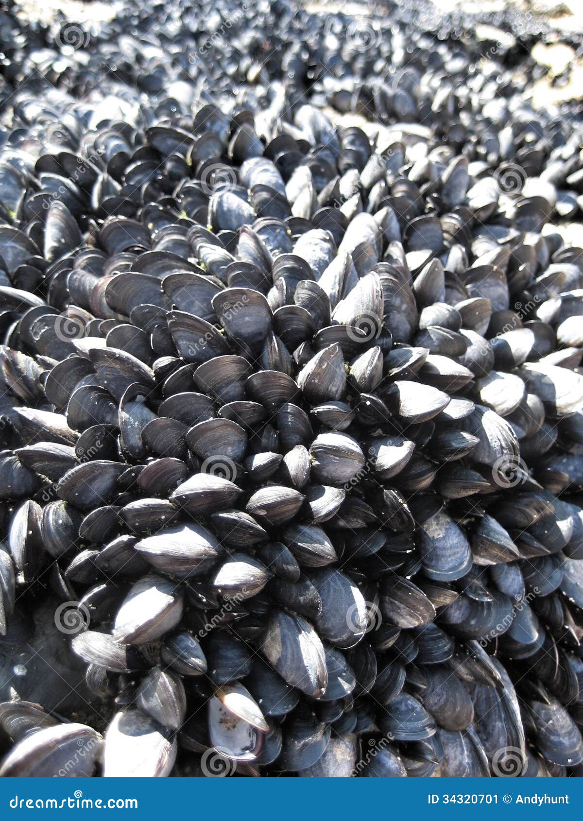 Muscles stock image. Image of sealife, muscles, seaside - 34320701