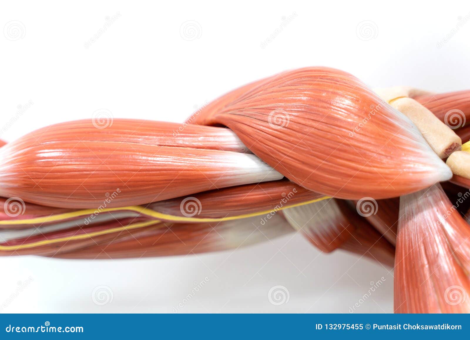 Muscles of Shoulder for Physiology Education Stock Image - Image of ...