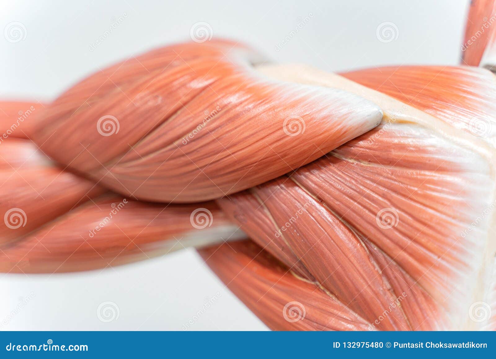 Muscles of Shoulder for Physiology Education Stock Photo - Image of ...