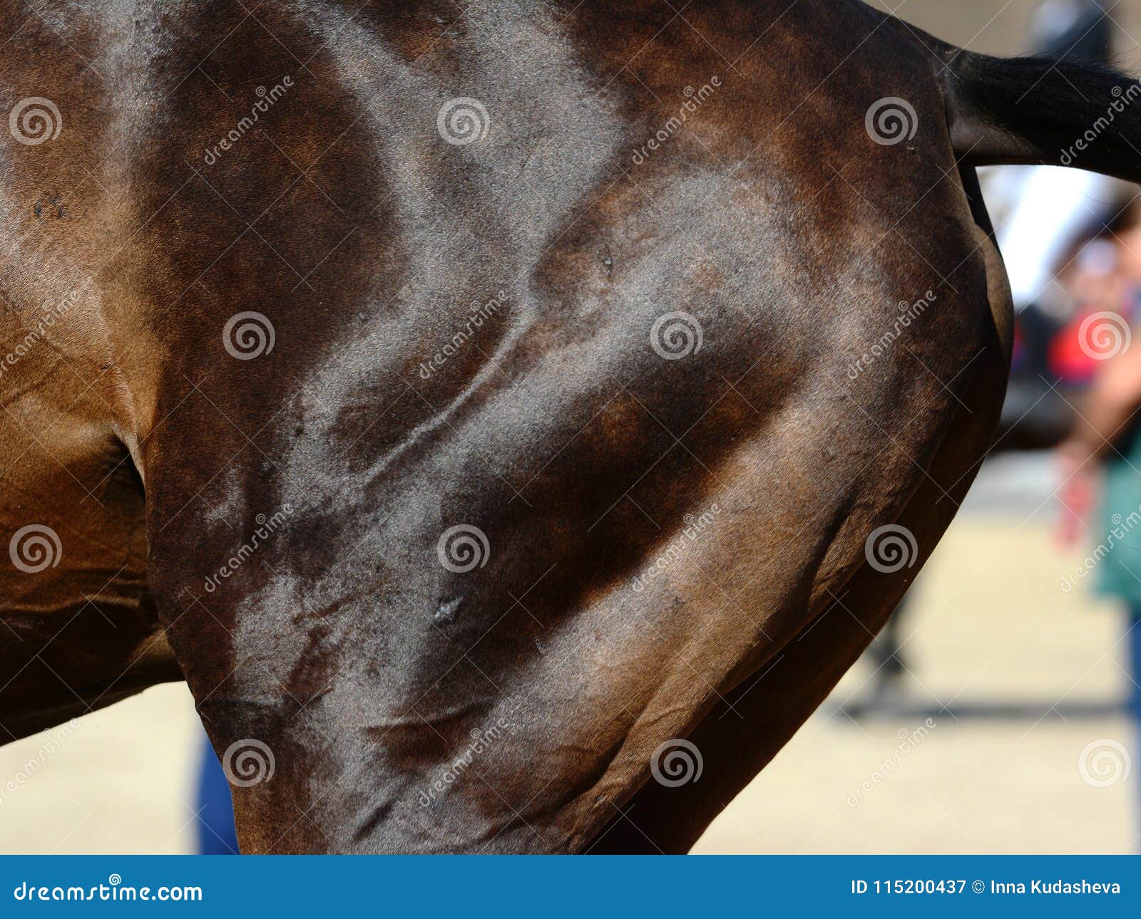 Muscles Sur La Jambe D'un Cheval De Sports Image stock - Image of ...