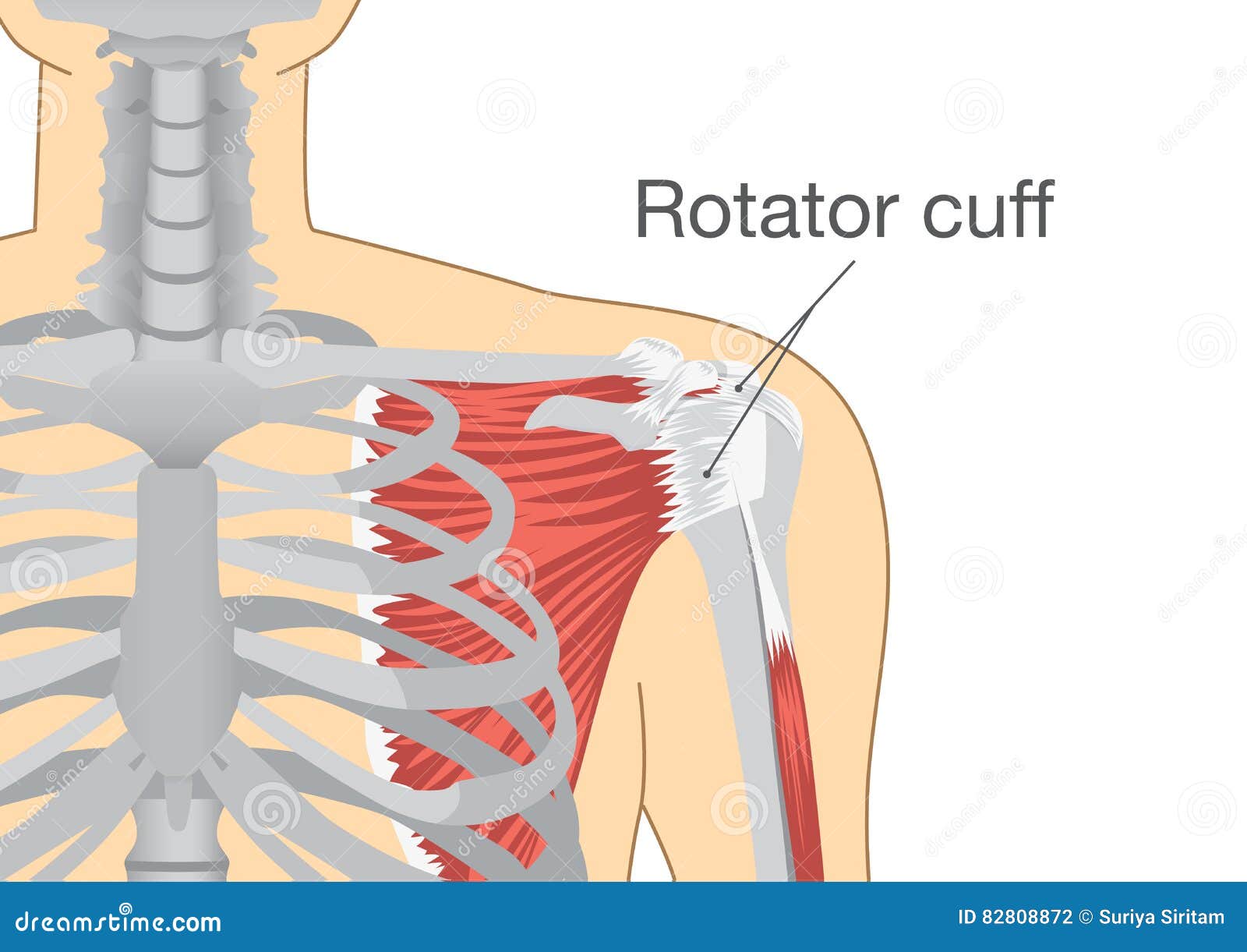 Cuff Injury Rotator Stock Illustrations – 117 Cuff Injury Rotator Stock ...