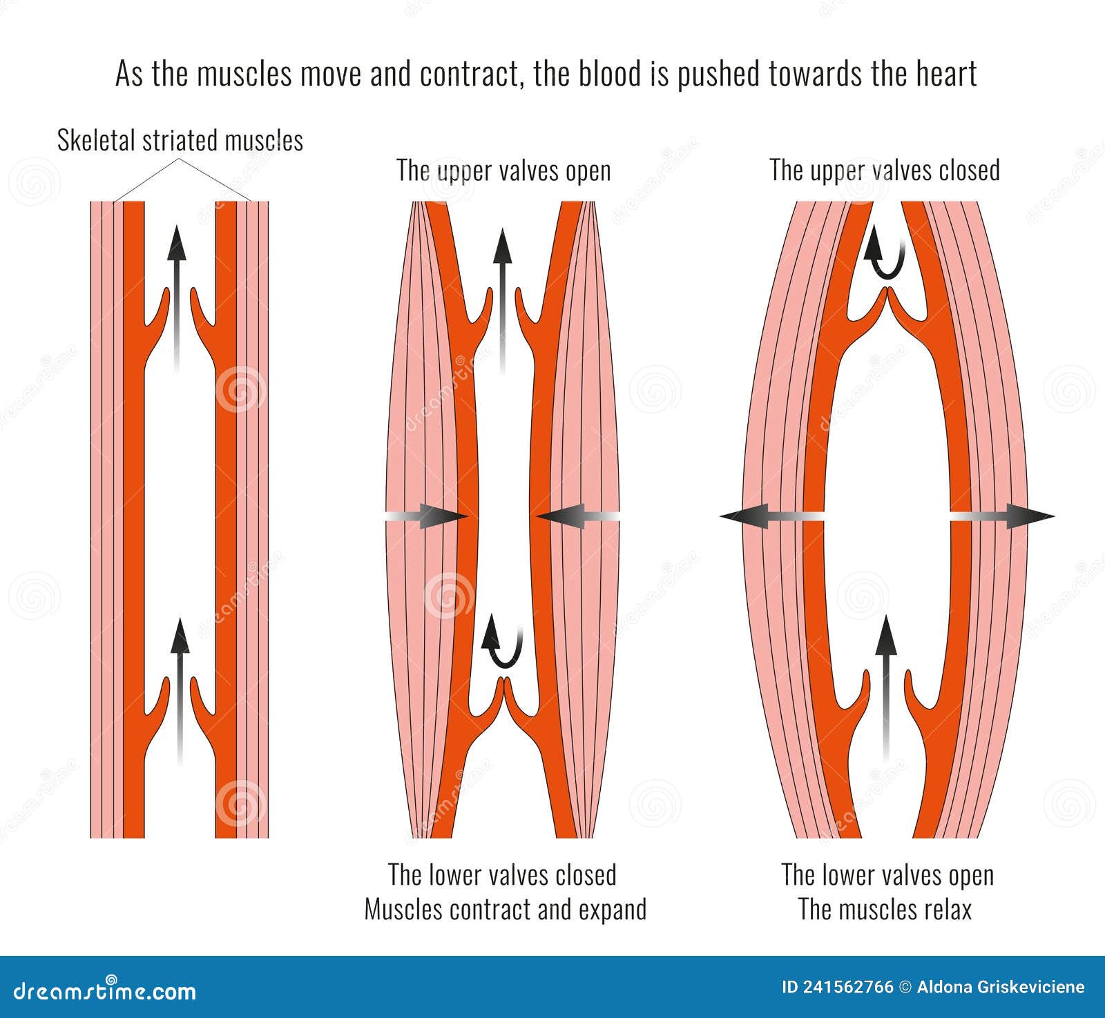 An Example Of An Anatomical And Physical Movement Process Where The ...