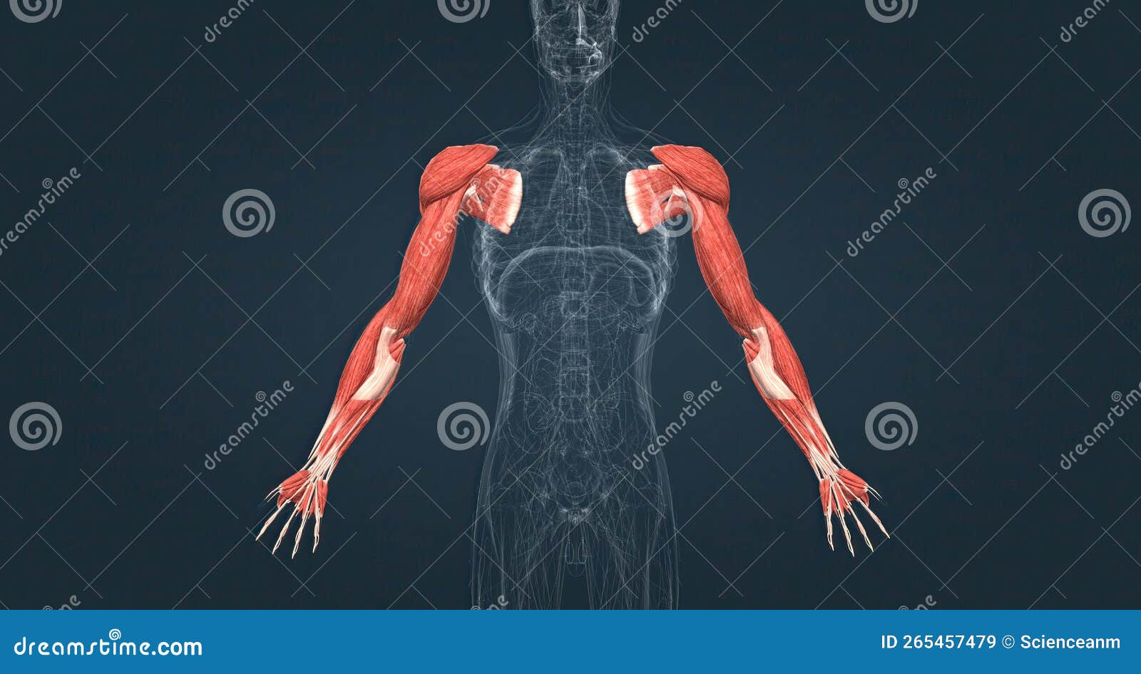Muscles of the upper limbs stock illustration. Illustration of pectoral ...