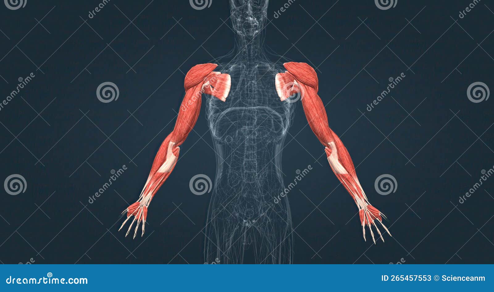 Muscles of the upper limbs stock illustration. Illustration of femoral ...