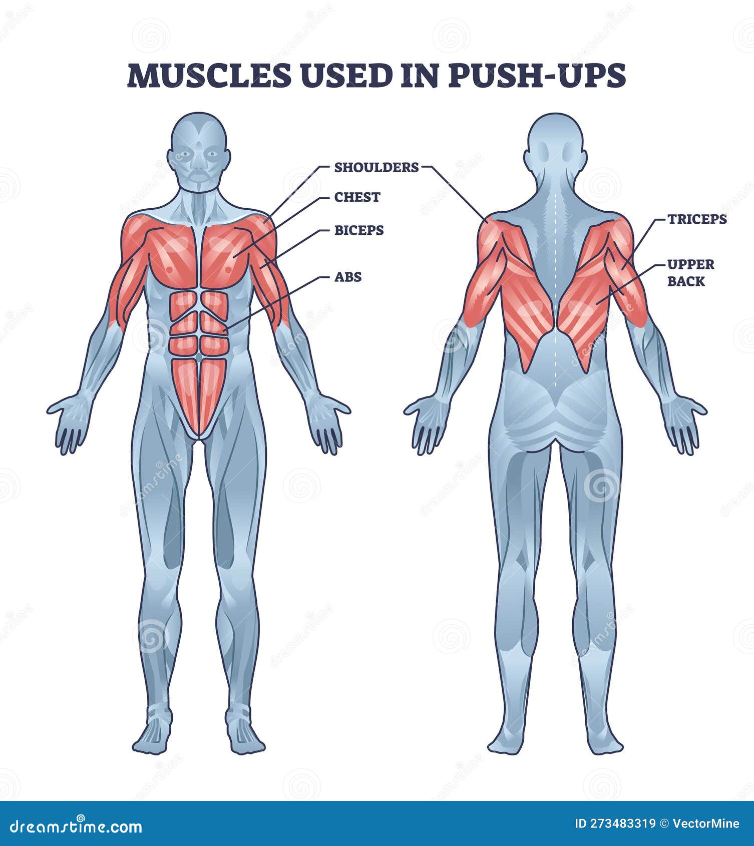 Muscles Used in Push Ups Sport Activity with Anatomical Outline Diagram ... Muscles Used in Push Ups Sport Activity with Anatomical Outline Diagram ...