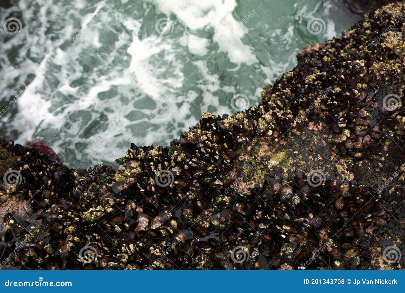 Rockpool Mussels Stock Photos - Free & Royalty-Free Stock Photos from ...