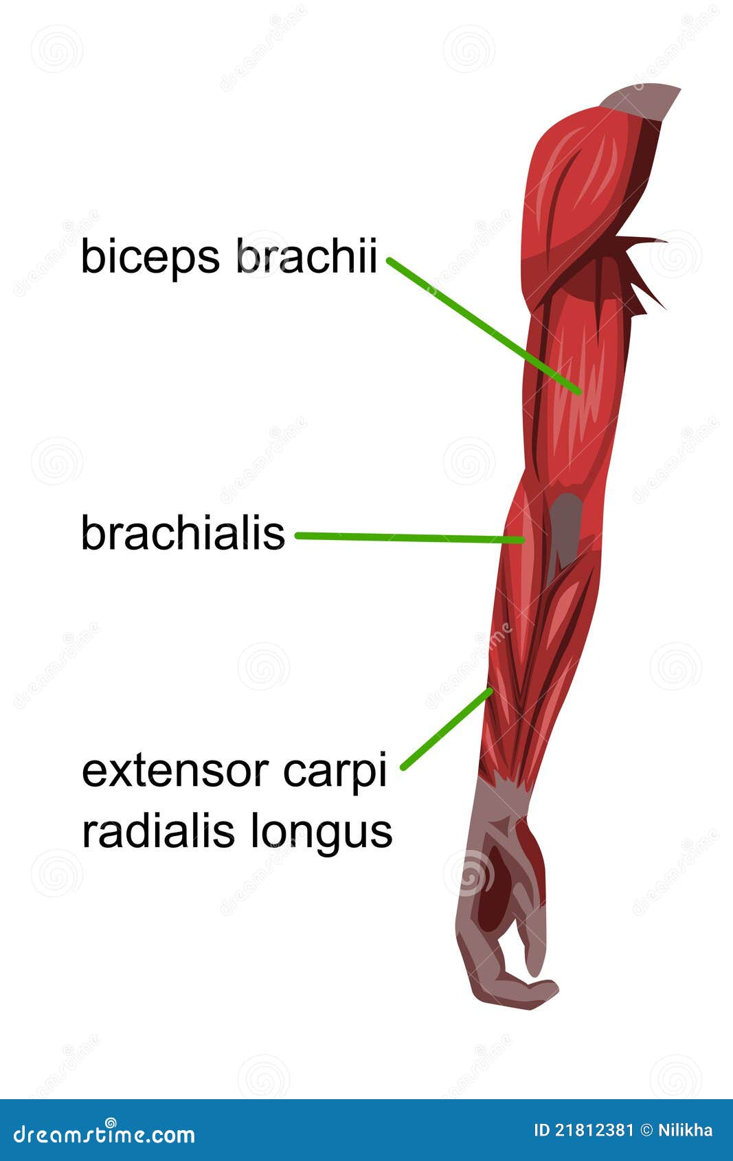 Muscoli del braccio illustrazione di stock. Illustrazione di medico ...