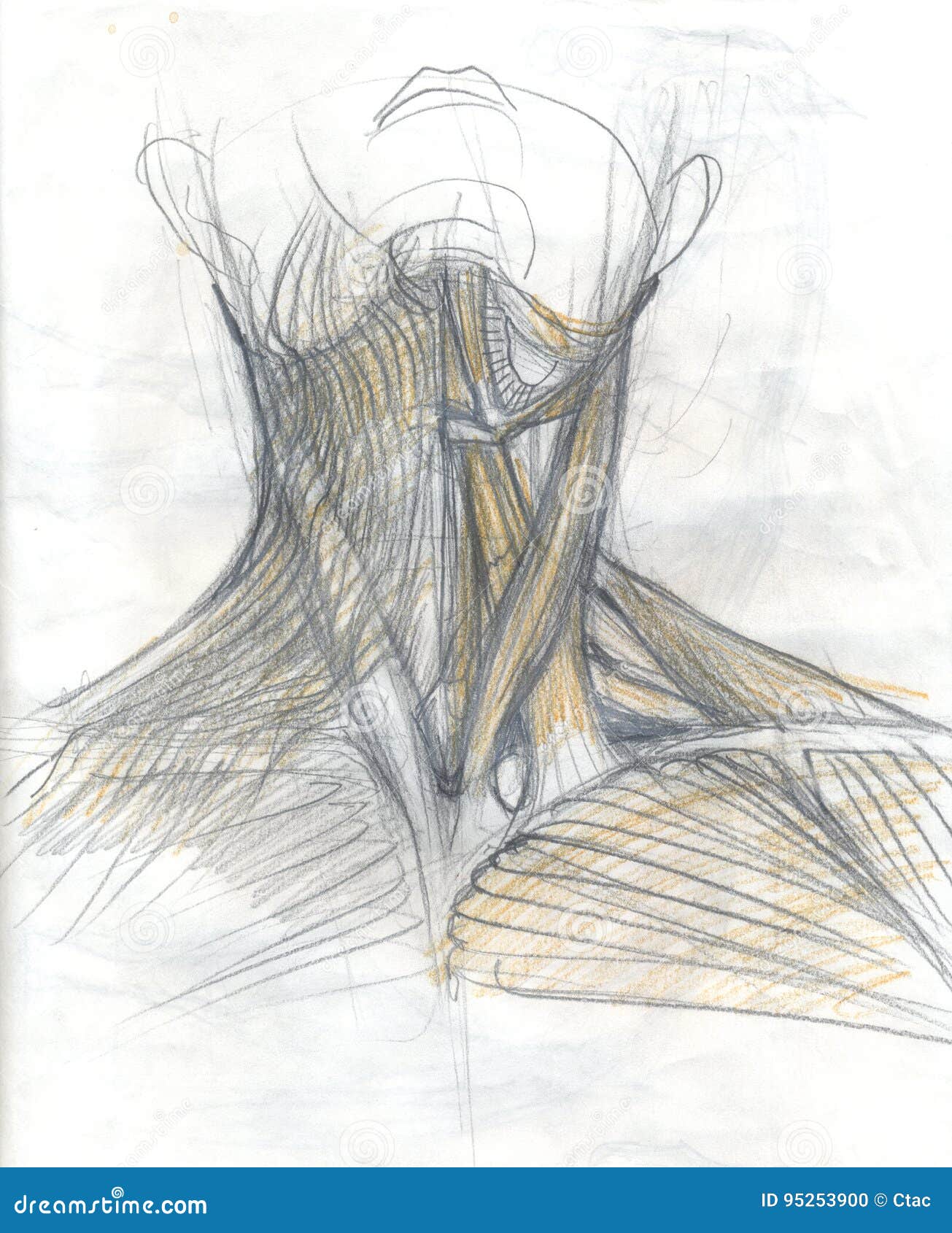 Muscoli del collo illustrazione di stock. Illustrazione di abbozzo ...