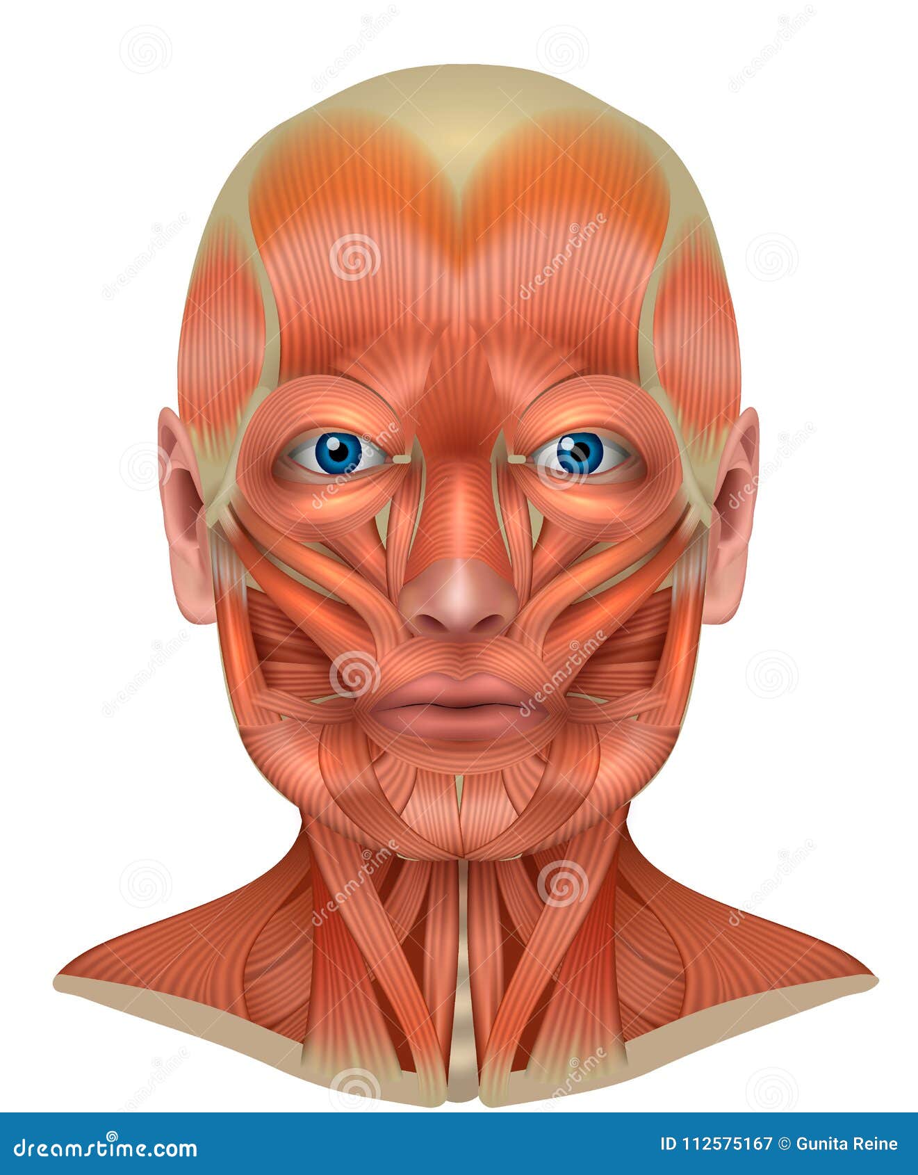 Muscoli Del Fronte E Del Collo Illustrazione Vettoriale - Illustrazione ...