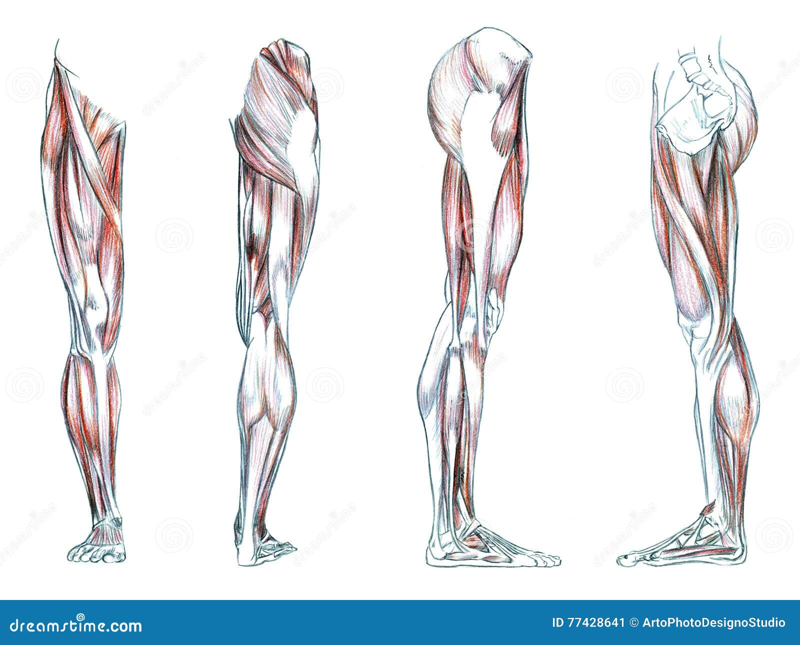 Muscoli della gamba illustrazione di stock. Illustrazione di scienza ...