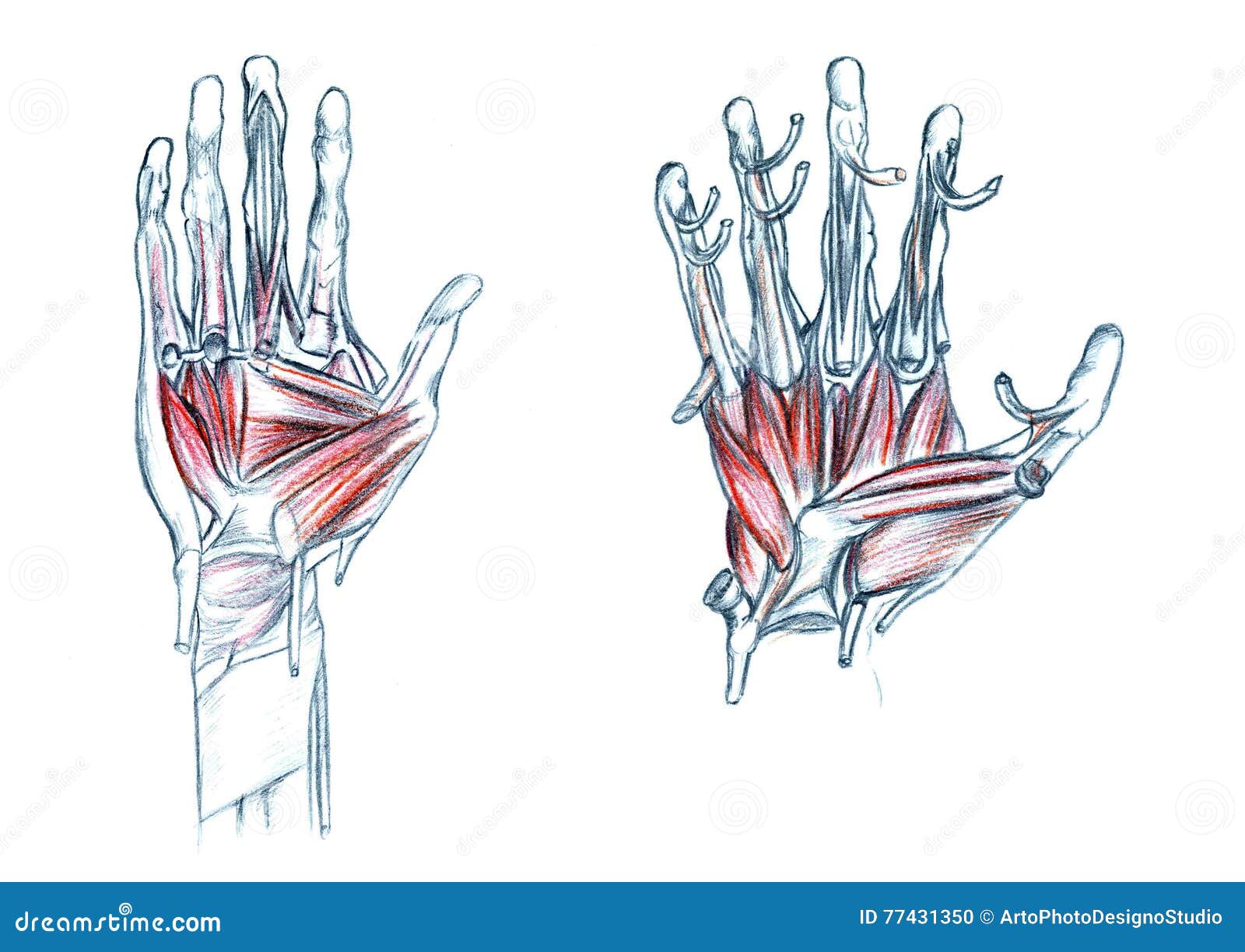 Muscoli della mano illustrazione di stock. Illustrazione di sfondo ...