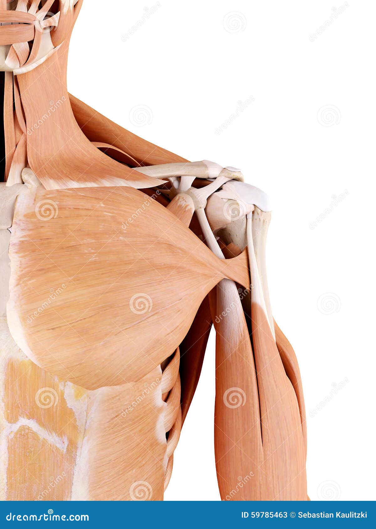 Muscoli della spalla illustrazione di stock. Illustrazione di muscolo ...