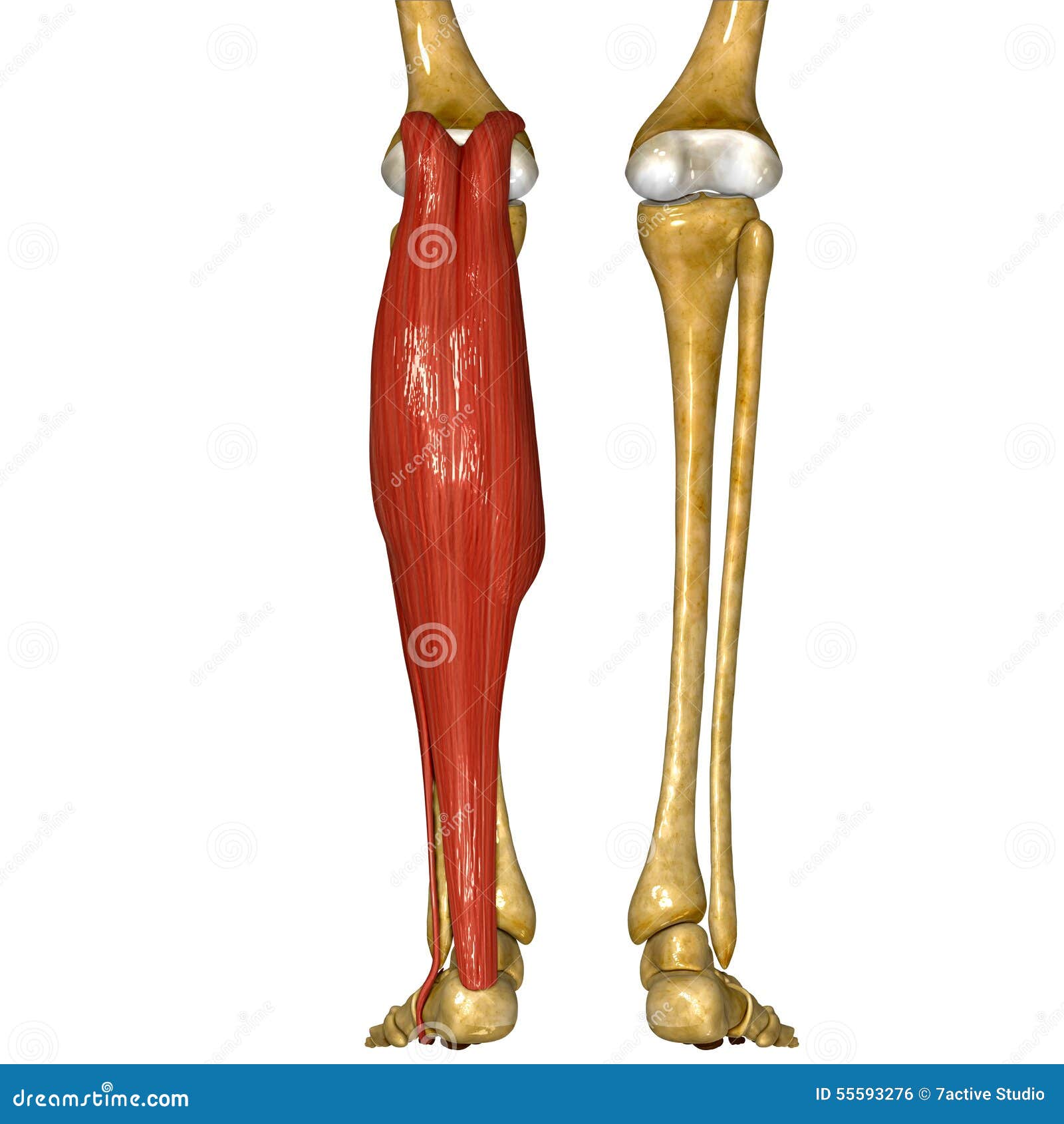 Muscoli Della Tibia E Del Perone Illustrazione di Stock - Illustrazione ...