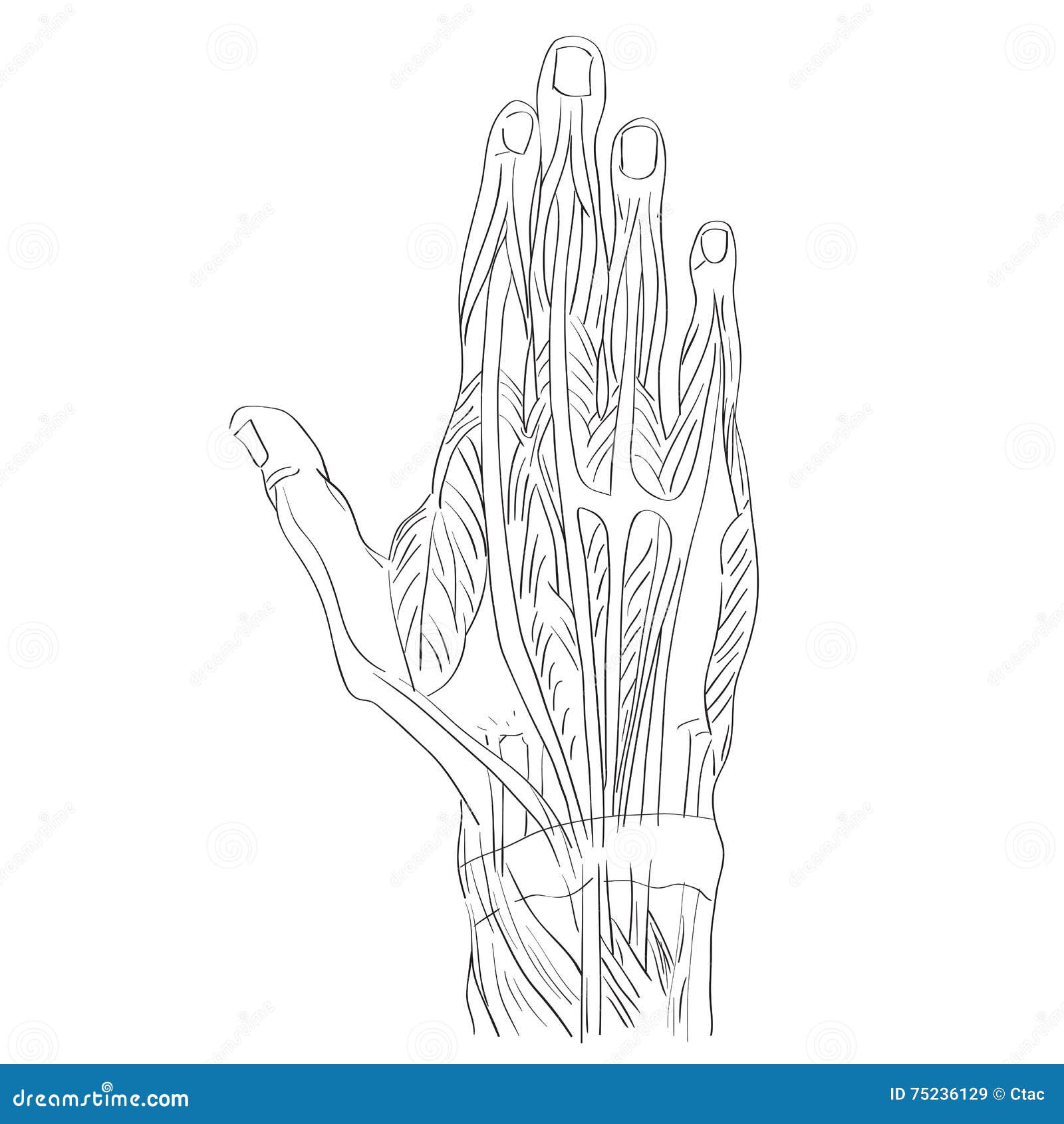 Muscoli Di Dorsale Della Mano Illustrazione Vettoriale - Illustrazione ...