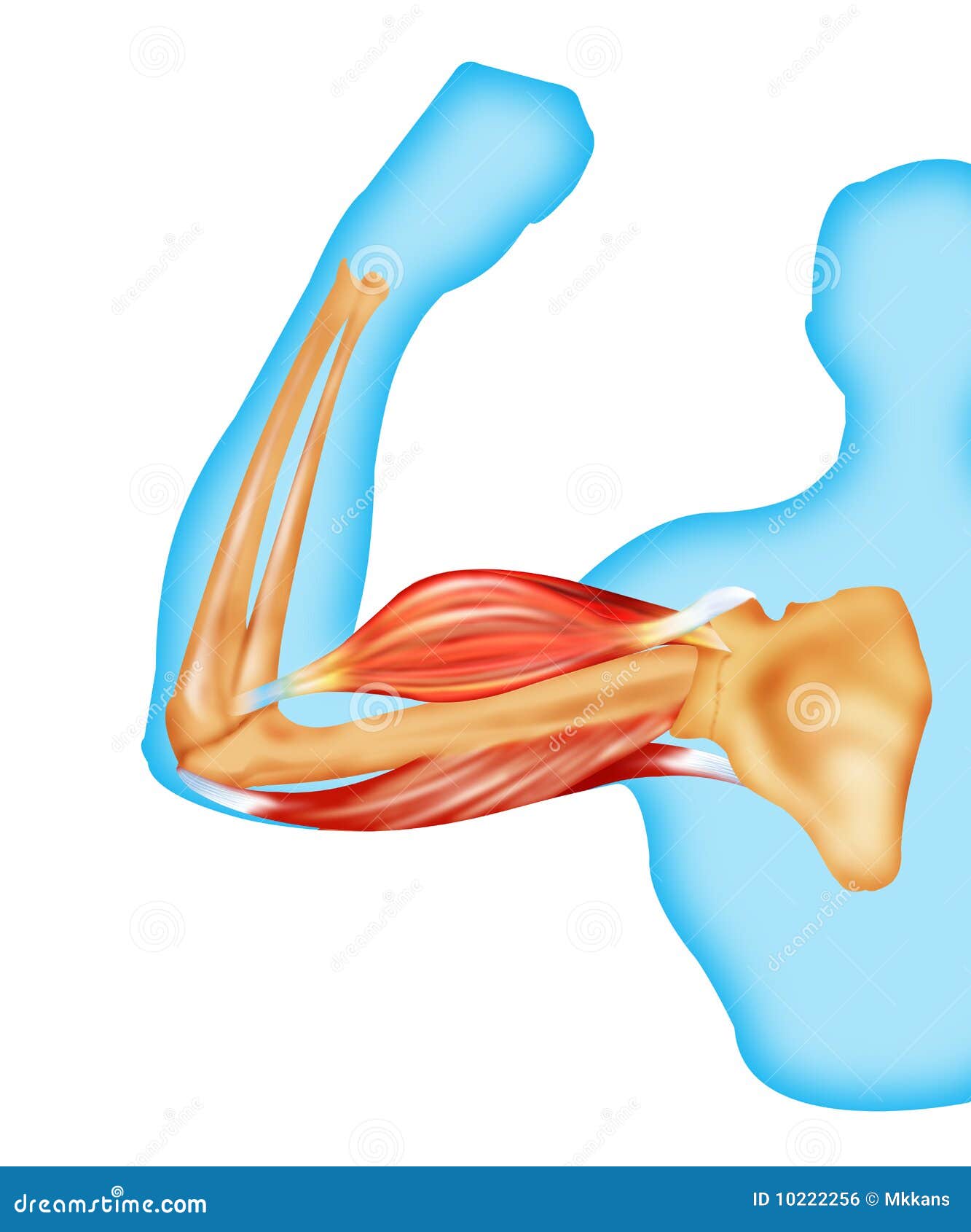 Muscoli ed osso del corpo illustrazione di stock. Illustrazione di ...