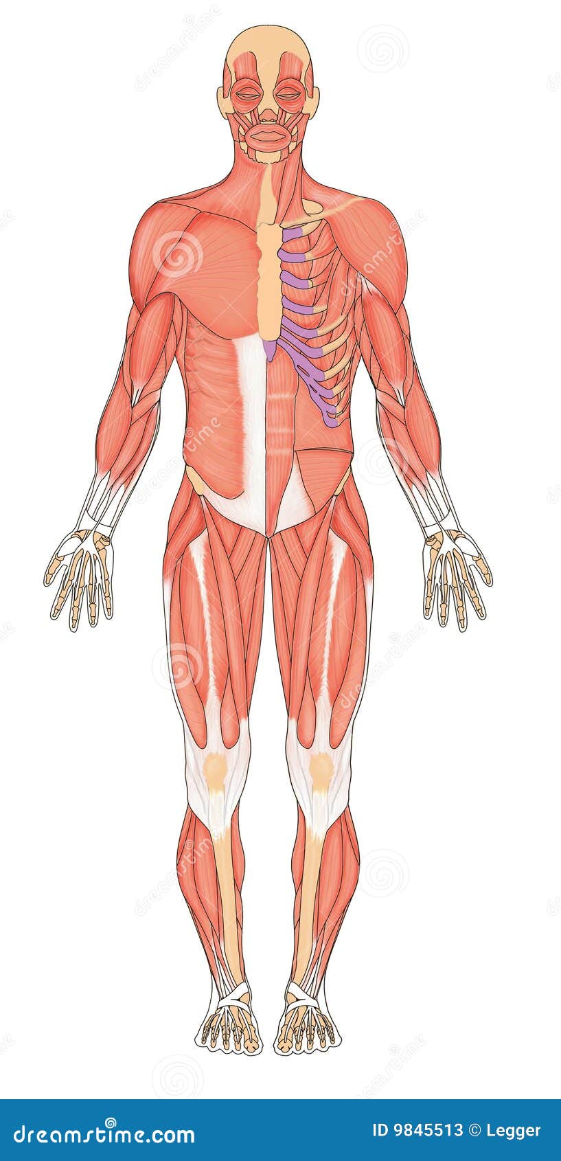 Muscoli umani anteriori illustrazione di stock. Illustrazione di ...