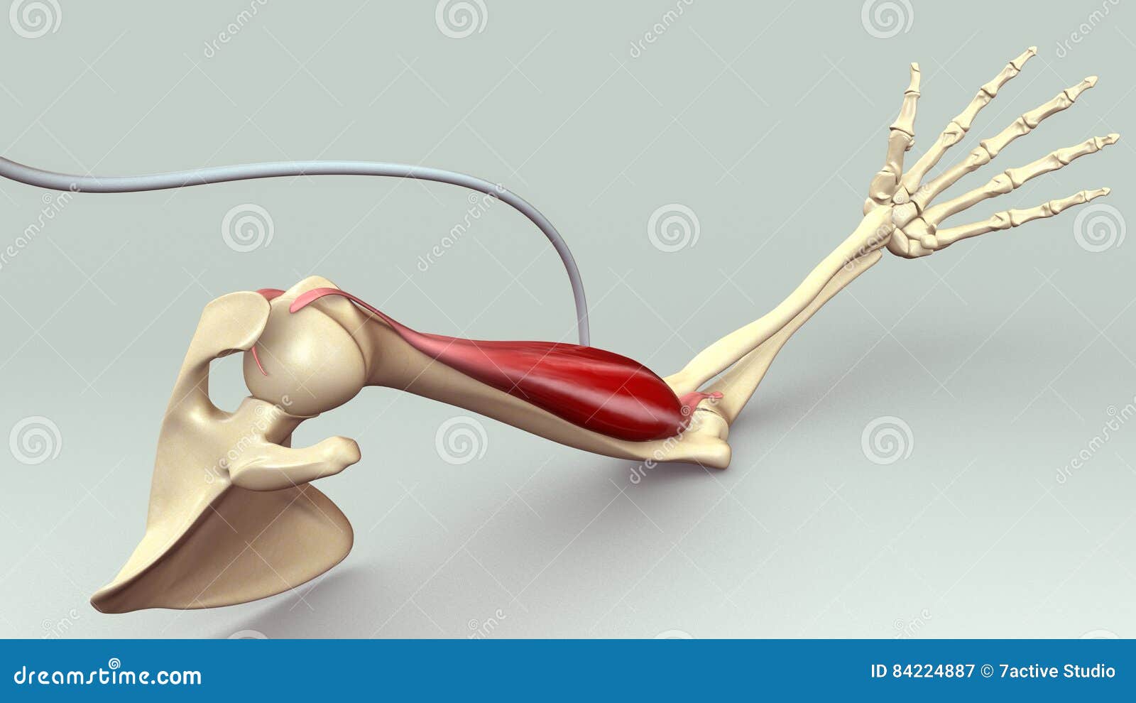 Muscolo del braccio illustrazione di stock. Illustrazione di ...