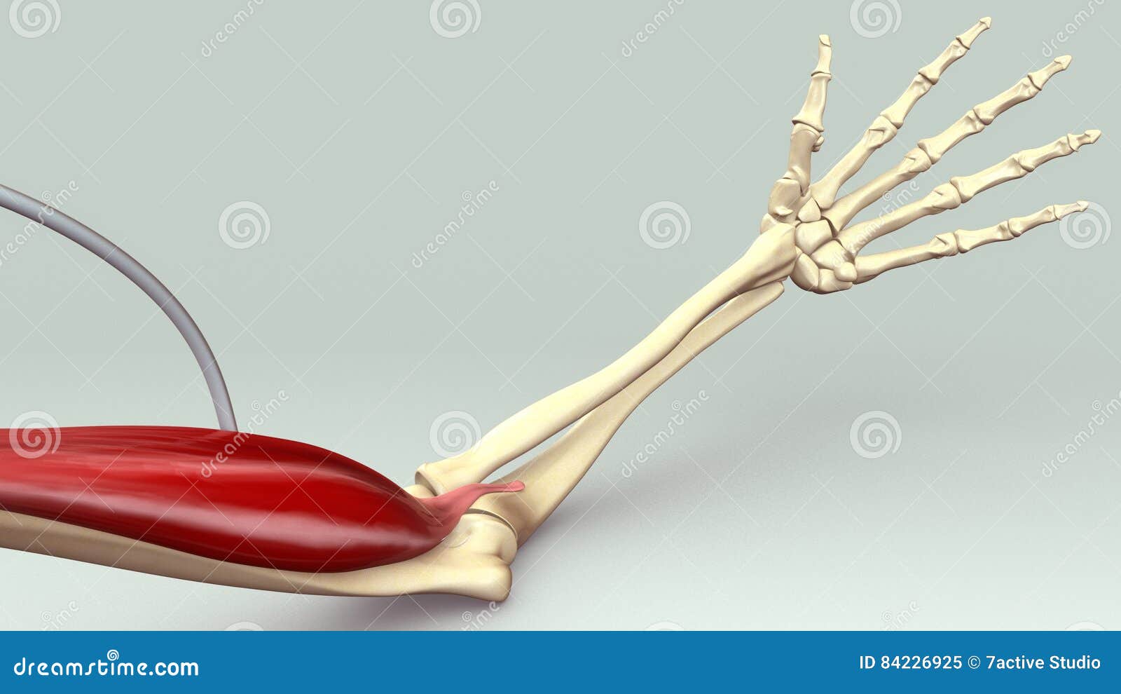 Muscolo del braccio illustrazione di stock. Illustrazione di posa ...