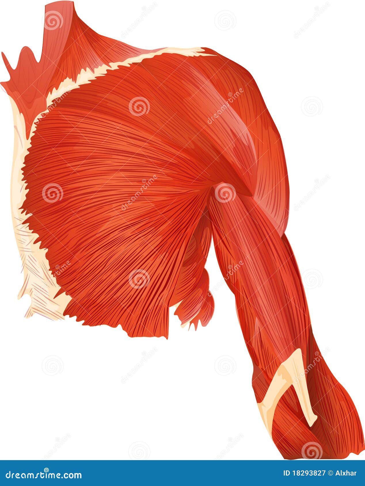 Muscolo Del Braccio E Della Cassa Illustrazione Vettoriale ...