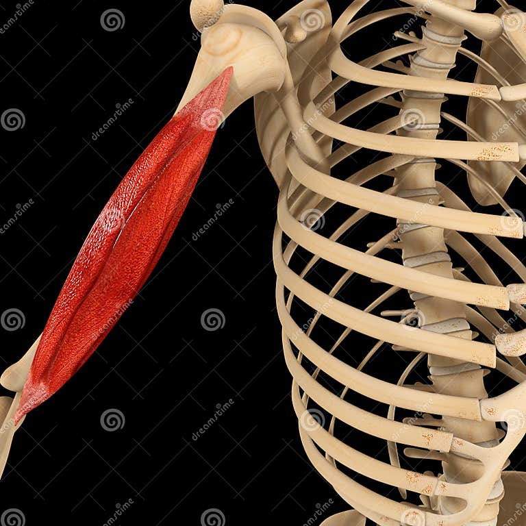 Muscolo dell'omero immagine stock. Immagine di ortopedia - 44730069