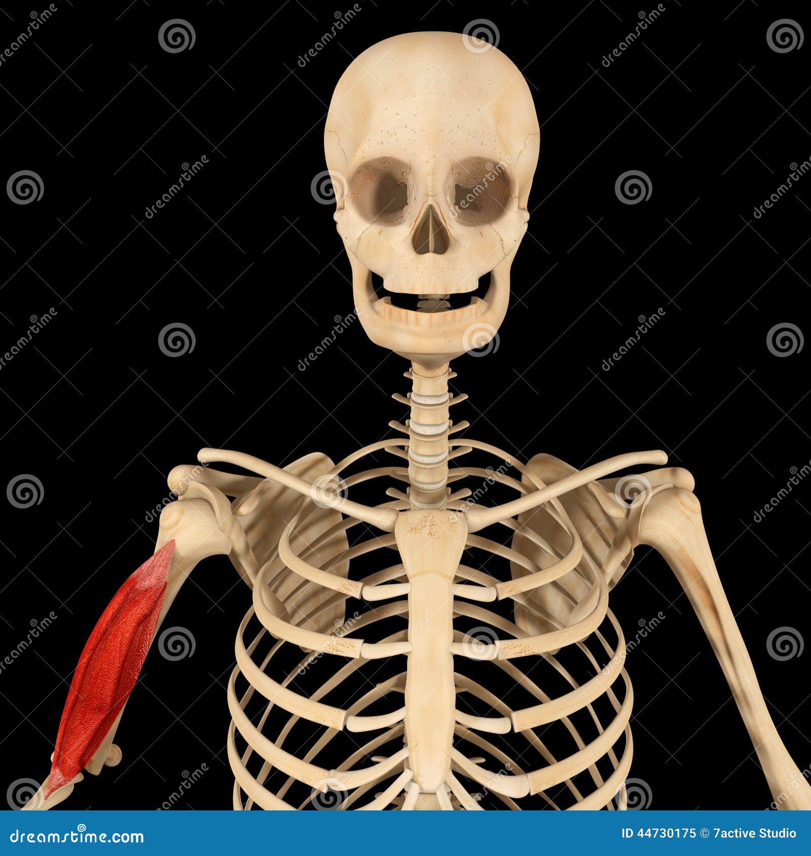 Muscolo dell'omero illustrazione di stock. Illustrazione di omero ...