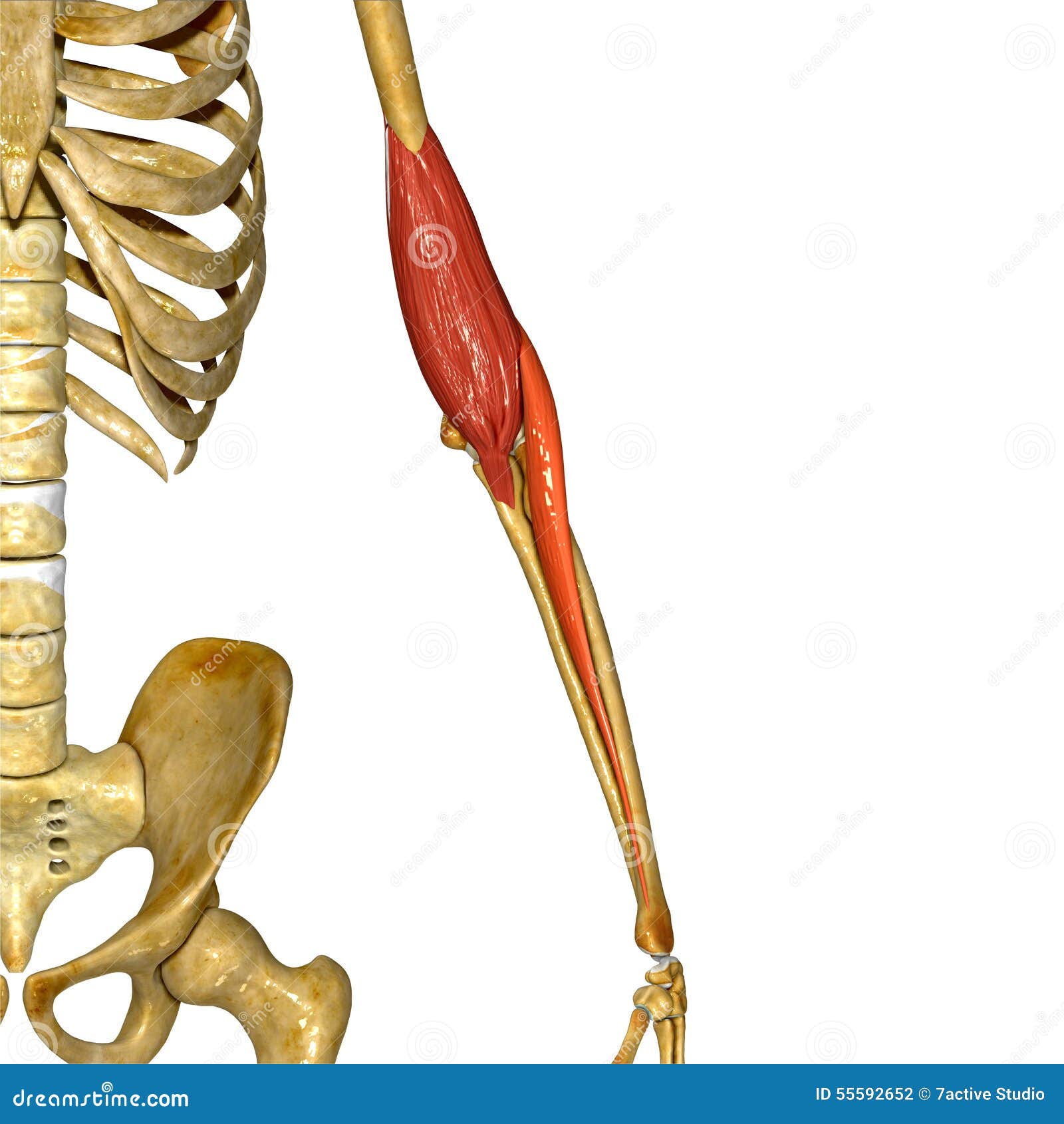 Muscolo della mano illustrazione di stock. Illustrazione di biologia ...