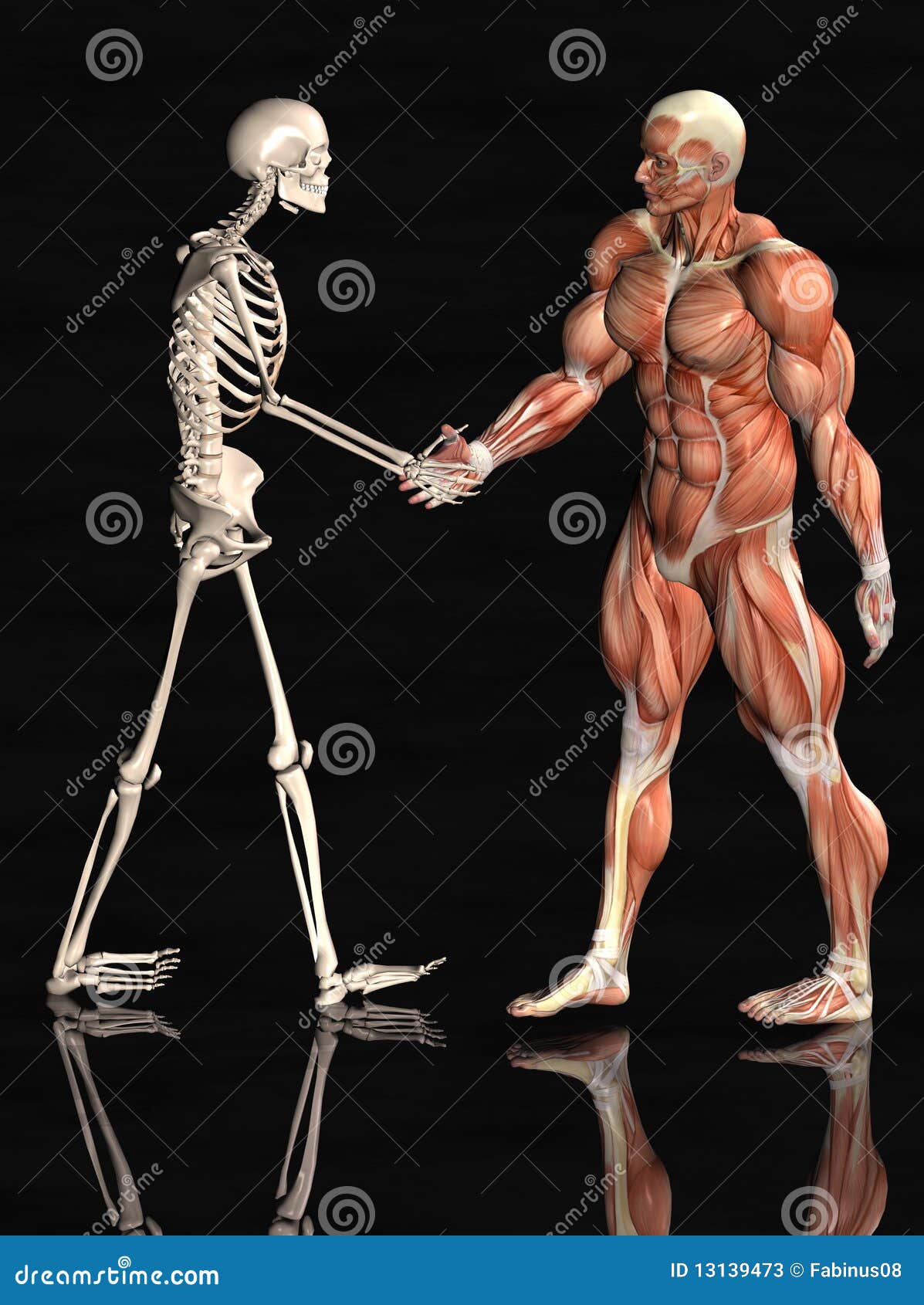 Muscolo E Sistemi Scheletrici Illustrazione di Stock - Illustrazione di ...