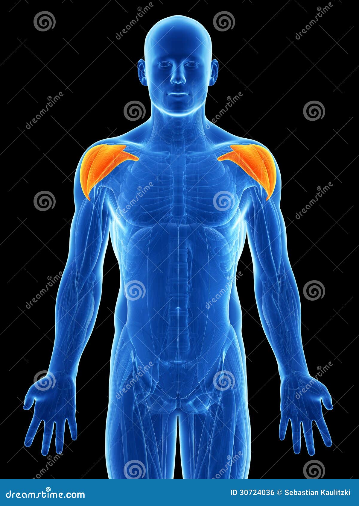 Muscolo Evidenziato Della Spalla Illustrazione di Stock - Illustrazione ...