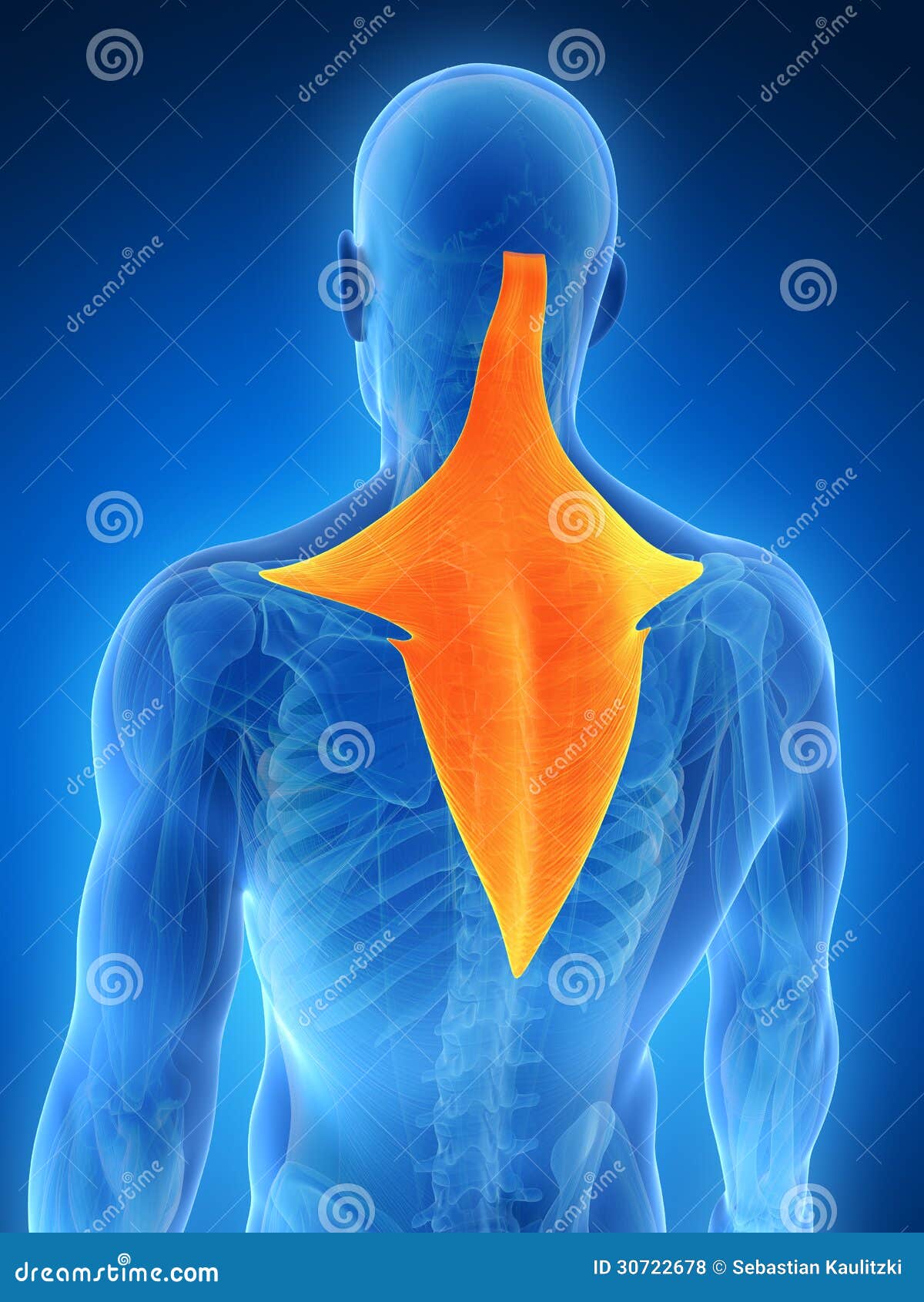 Muscolo Trapezio Evidenziato Illustrazione di Stock - Illustrazione di ...