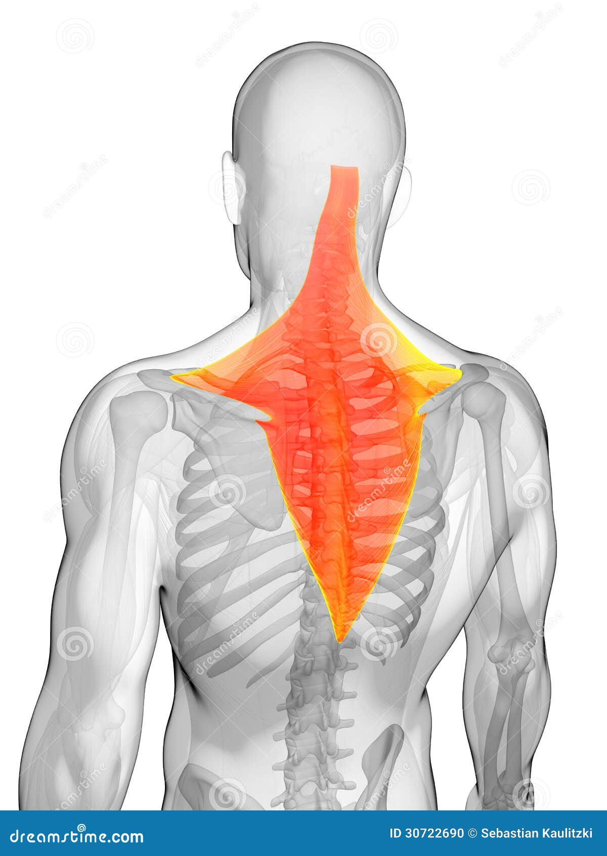 Muscolo Trapezio Evidenziato Illustrazione di Stock - Illustrazione di ...