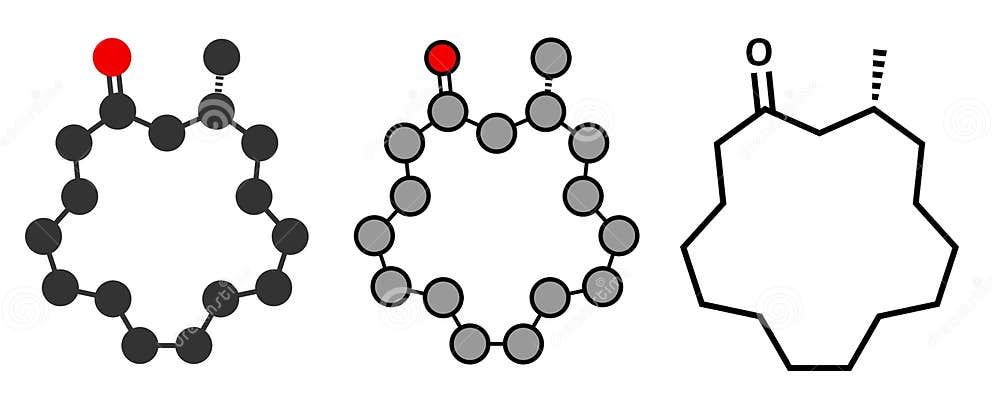 Muscone Musk Odor Molecule. Stylized 2D Renderings and Conventional ...