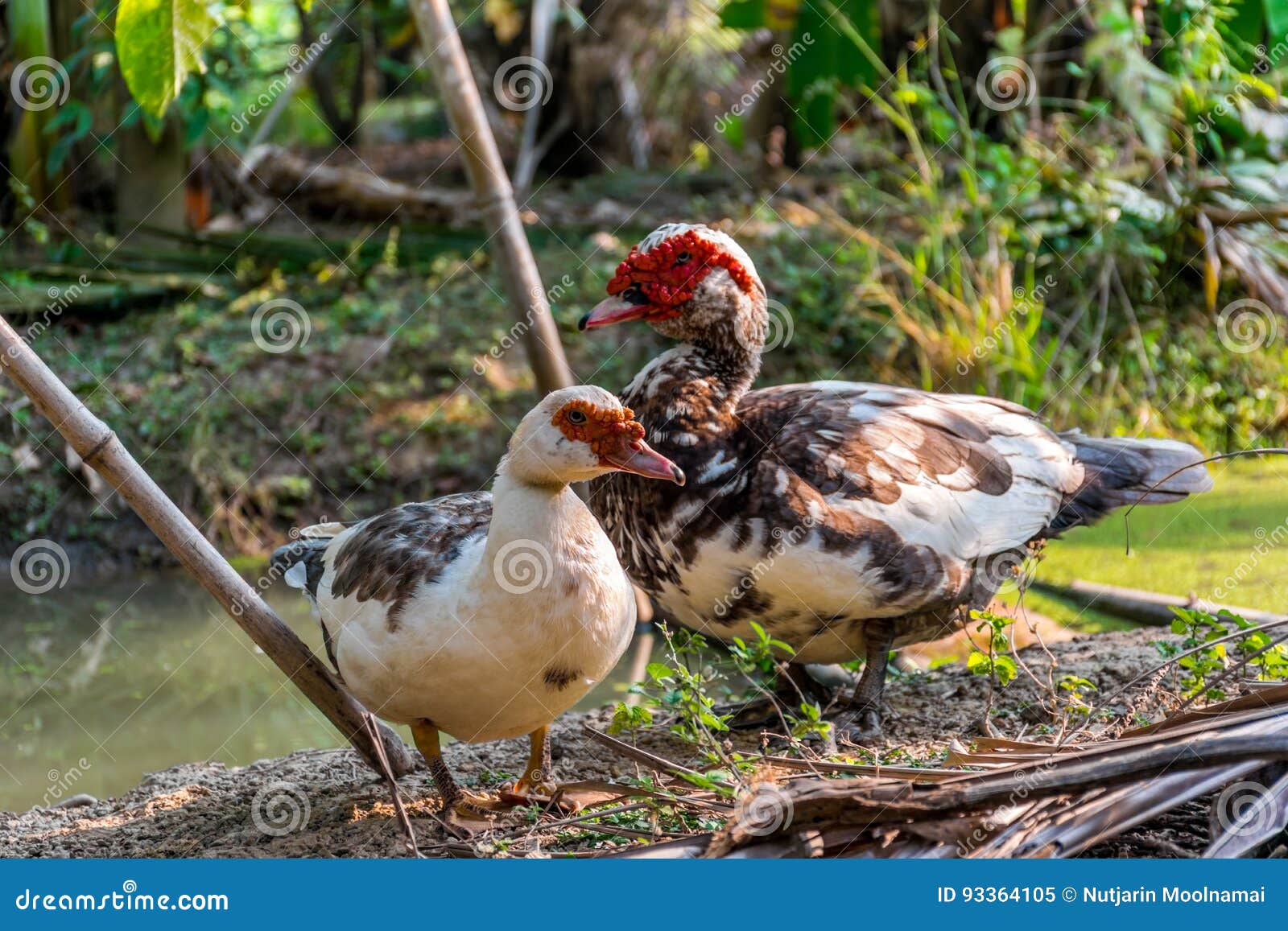 Muscovy or Barbary Duck stock image. Image of beak, local - 93364105