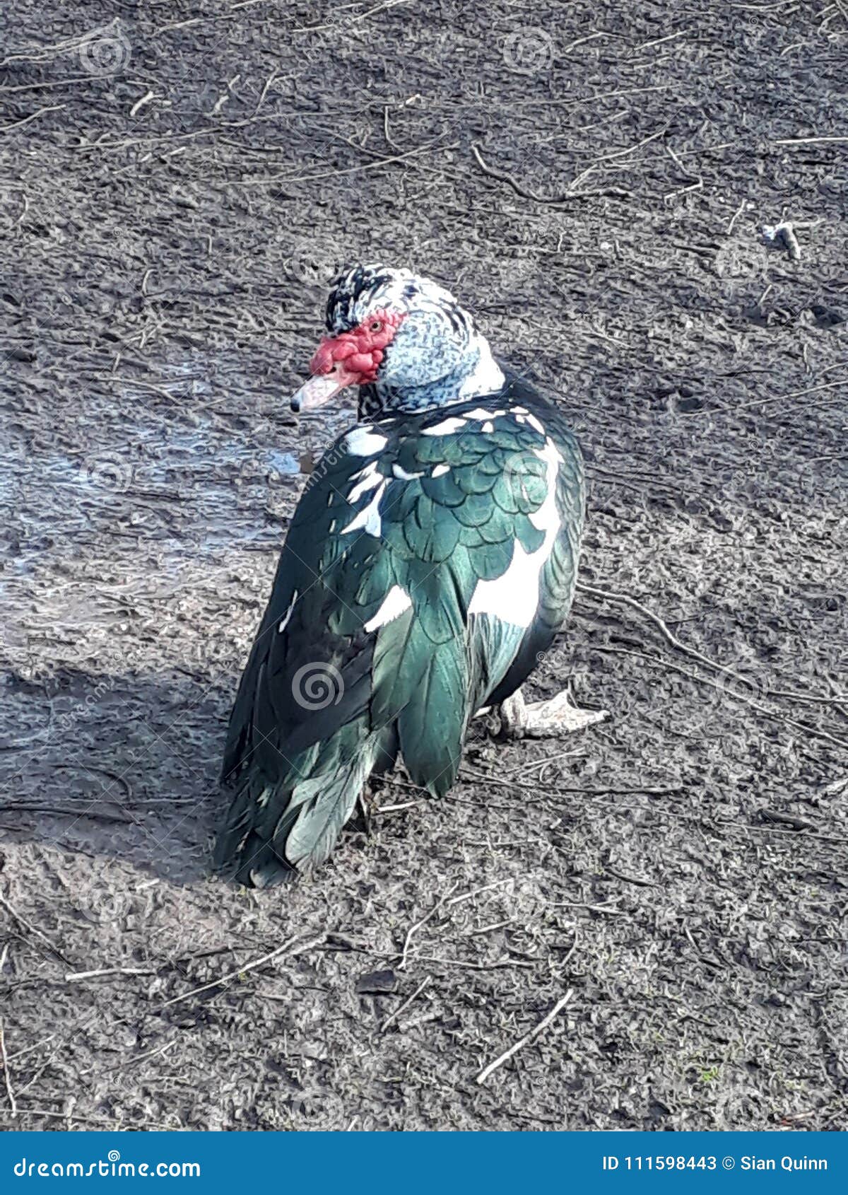 Muscovy drake stock image. Image of drake, emerald, feathers - 111598443
