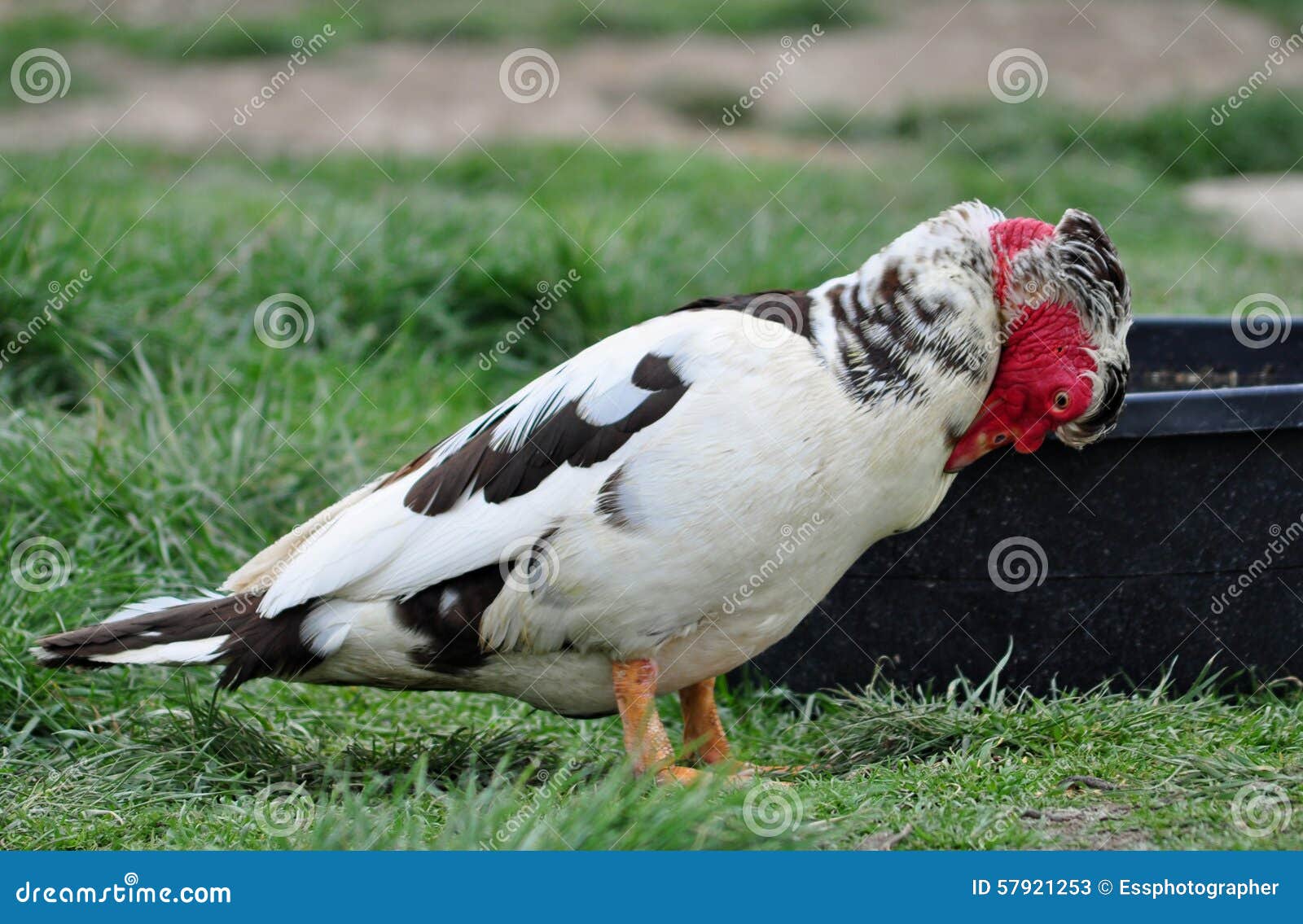 Muscovy Drake stock image. Image of preening, feather - 57921253