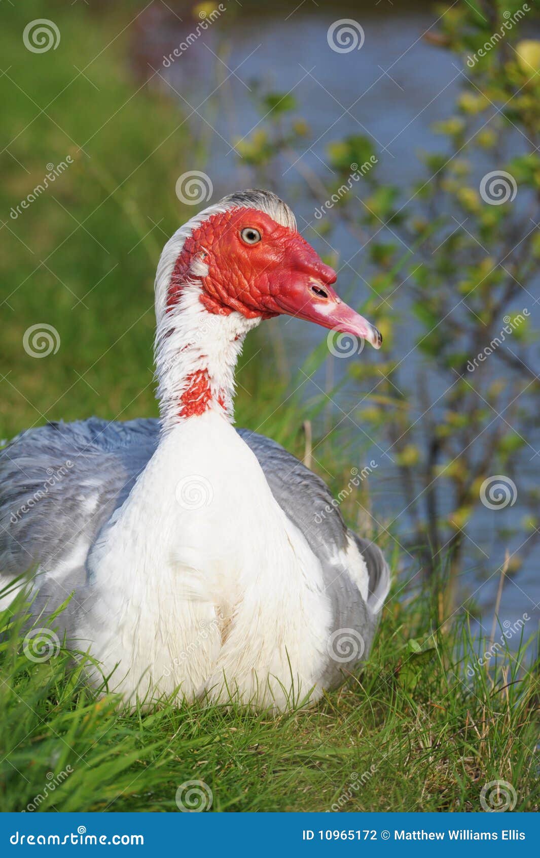Muscovy duck stock photo. Image of bird, muscovy, close - 10965172