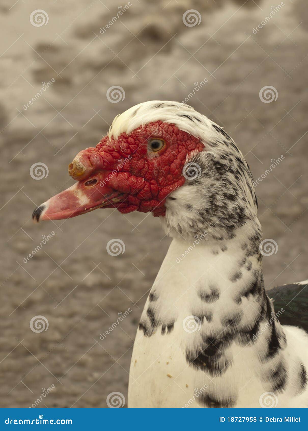 Muscovy duck stock photo. Image of white, wildlife, muscovy - 18727958