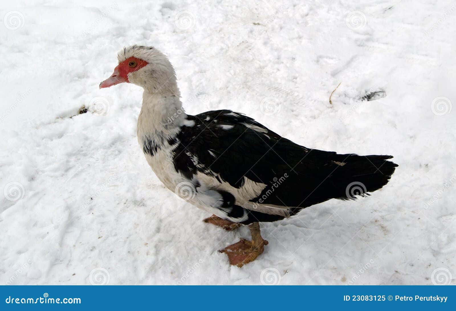 Muscovy duck stock image. Image of food, bill, domestic - 23083125