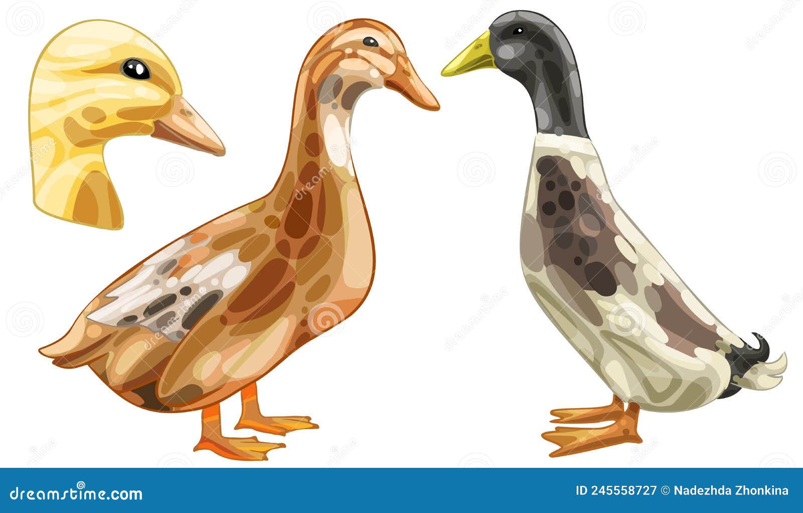 Muscovy Ducks Or Musky Duck, Cairina Moschata. Duck Vector Male ...