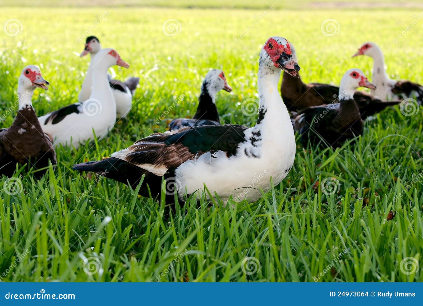 Muscovy Duck stock photo. Image of muscovy, drake, close - 24973064